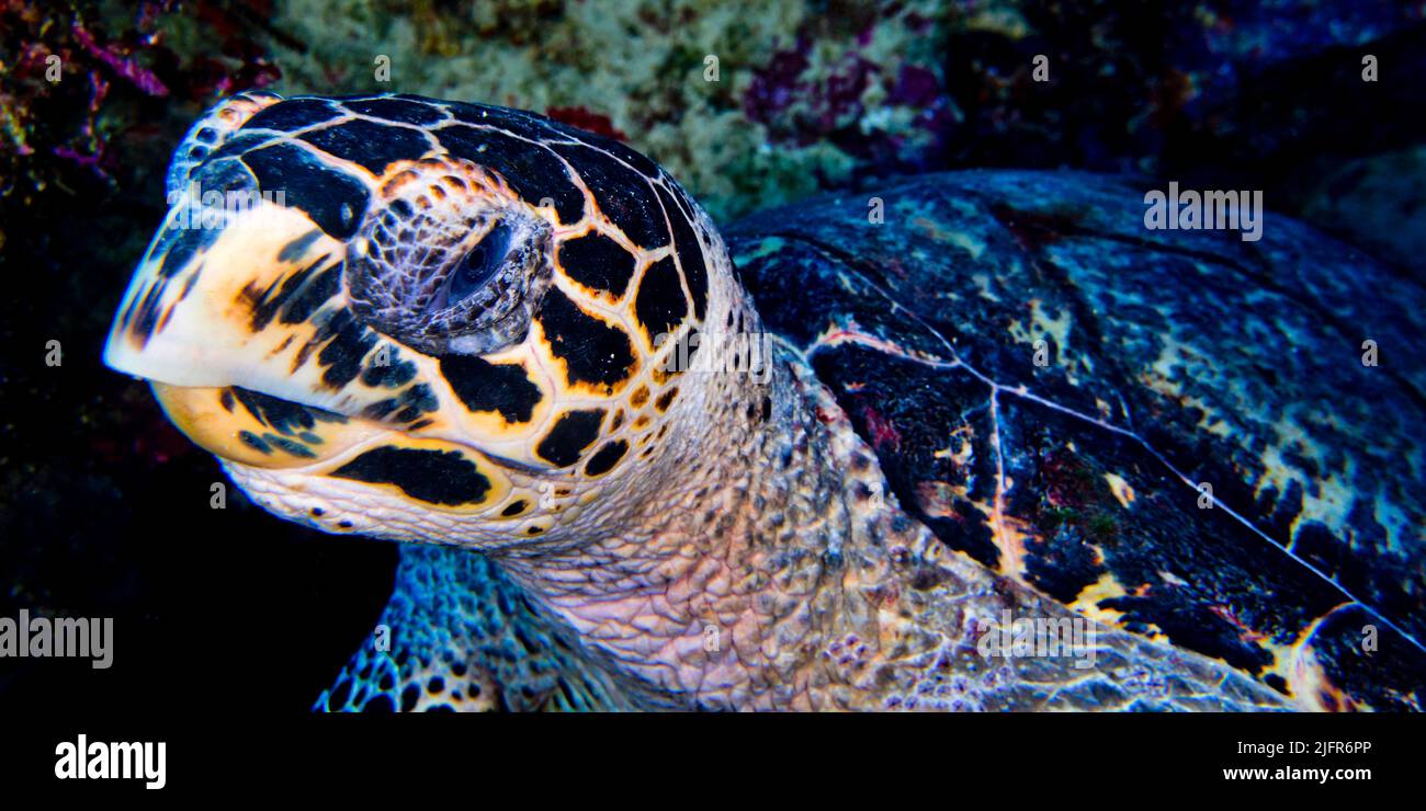 Hawksbill Sea Turtle, Eretmochelys imbricata, Coral Reef, Bunaken ...