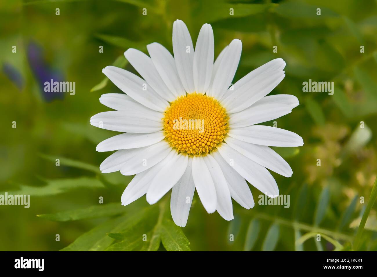 Single wild chamomile on a blurry green grass background Stock Photo ...
