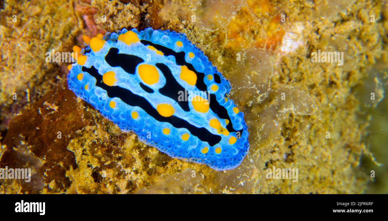 Sea Slug, Sky Blue Phyllidia, Phyllidia coelestis, Dorid Nudibranch ...