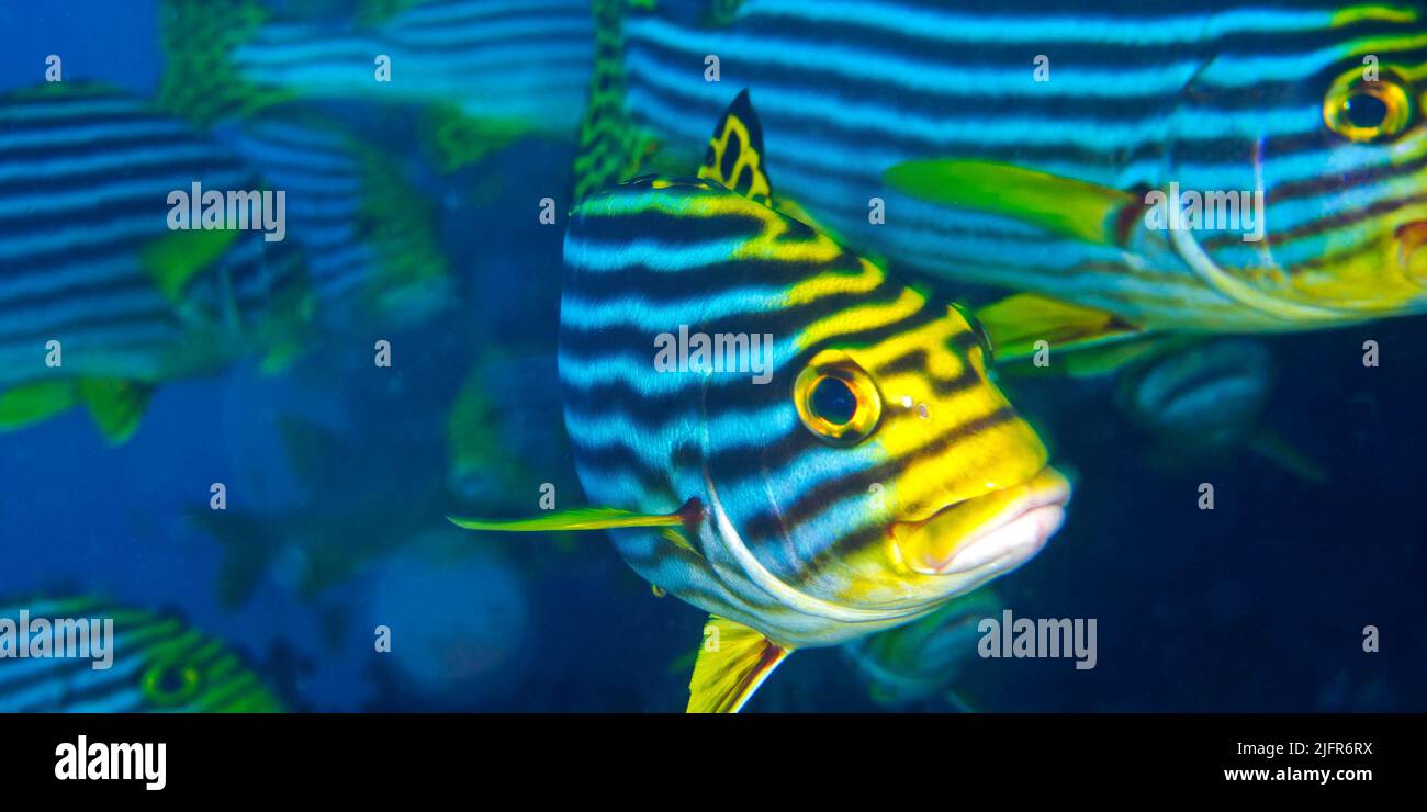 Striped Oriental Sweetlips, Plectorhinchus orientalis, Coral Reef ...