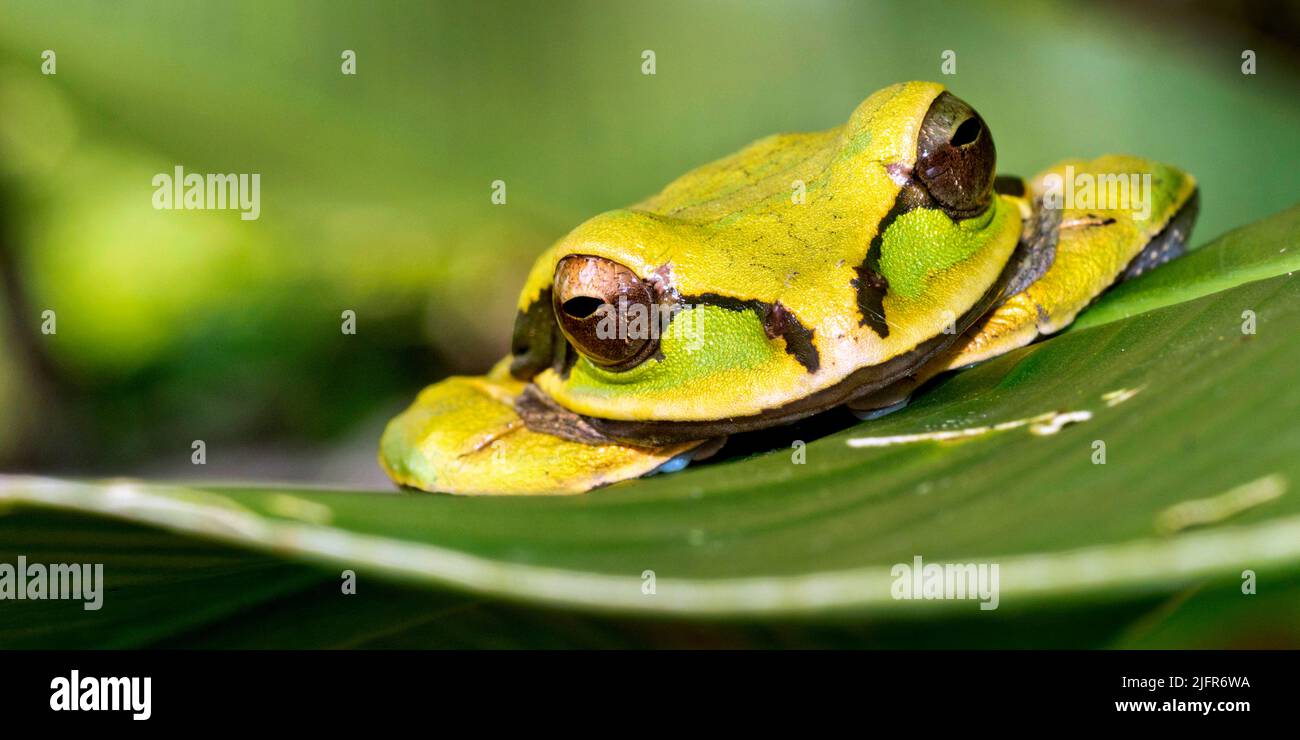 New Granada Cross-banded Tree Frog, Smilisca phaeota, Tropical ...