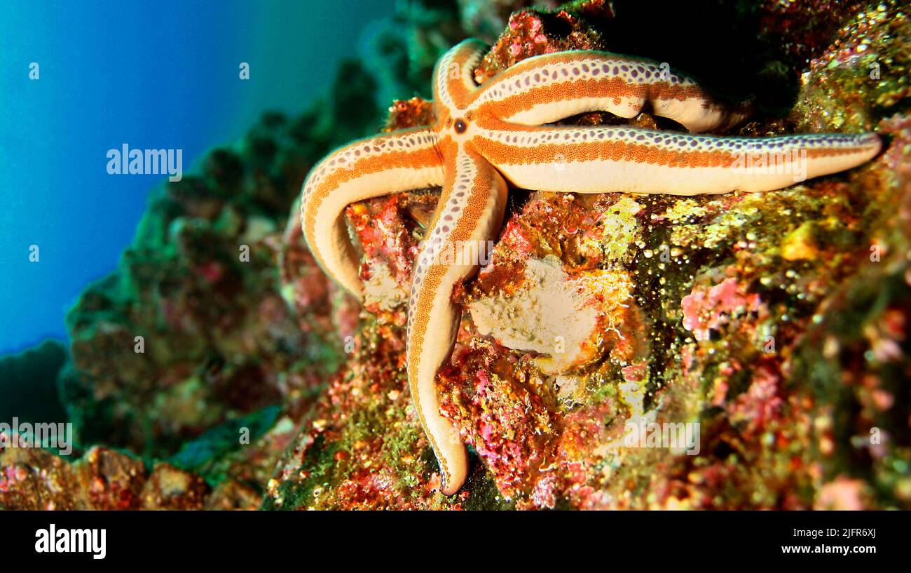 Sea Star, Galápagos National Park, UNESCO World Heritage Site ...