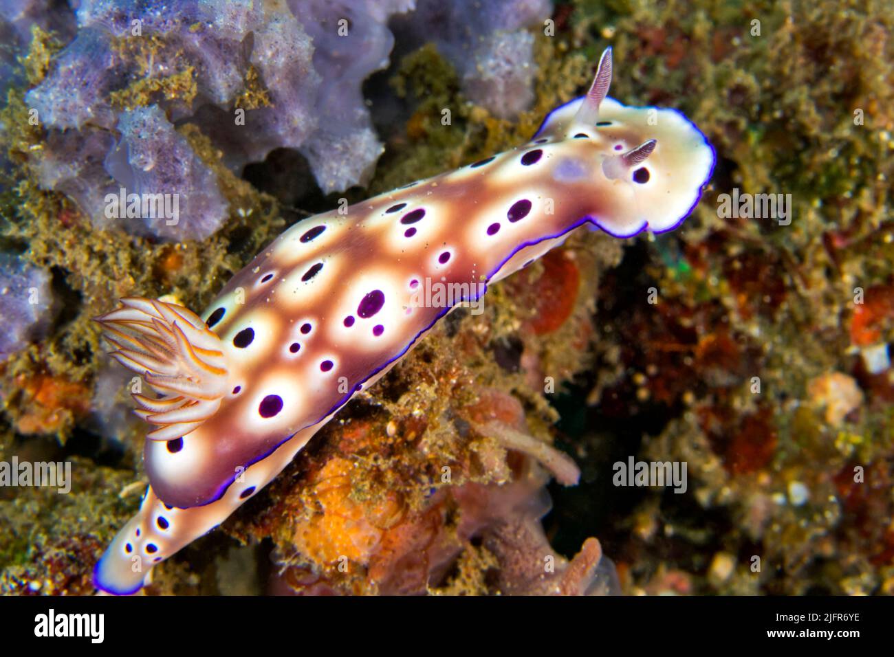 Tryons hi-res stock photography and images - Alamy