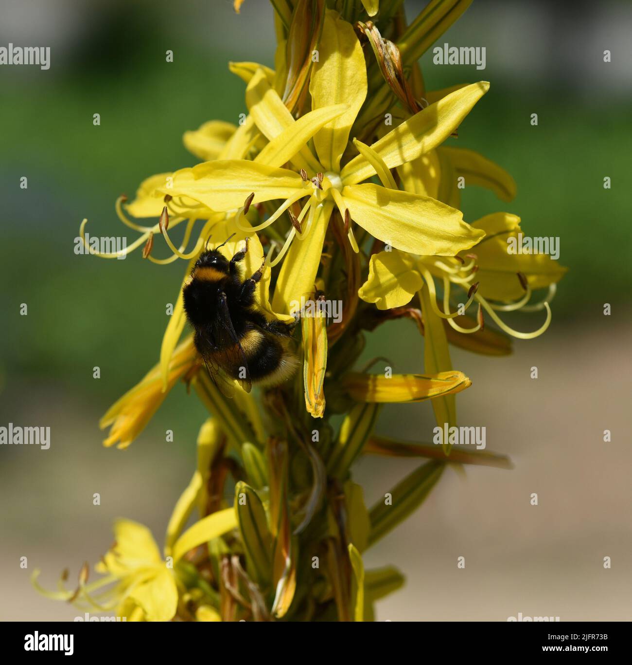 Der Gelbe Affodill, frueher auch Goldwurz genannt, ist eine Pflanzenart ...