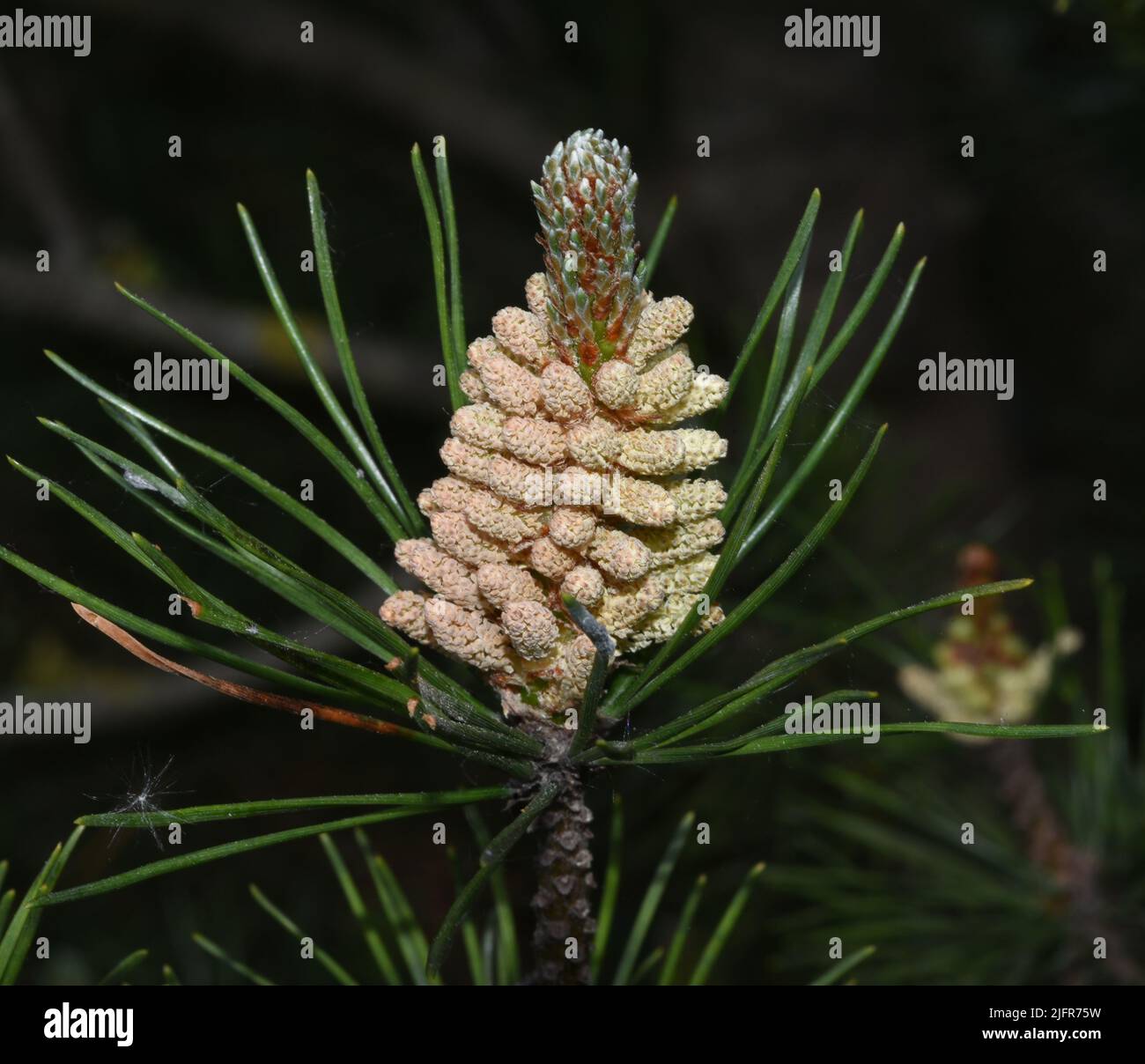 Kiefer, Pinus sylvestris ist ein Nadelbaum und wird in der Medizin als ...