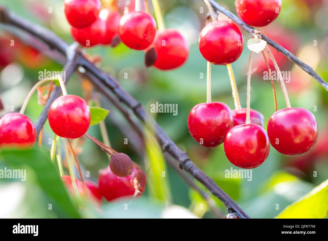 Close-up shot of delicious vibrant organic cherries hanging from the ...