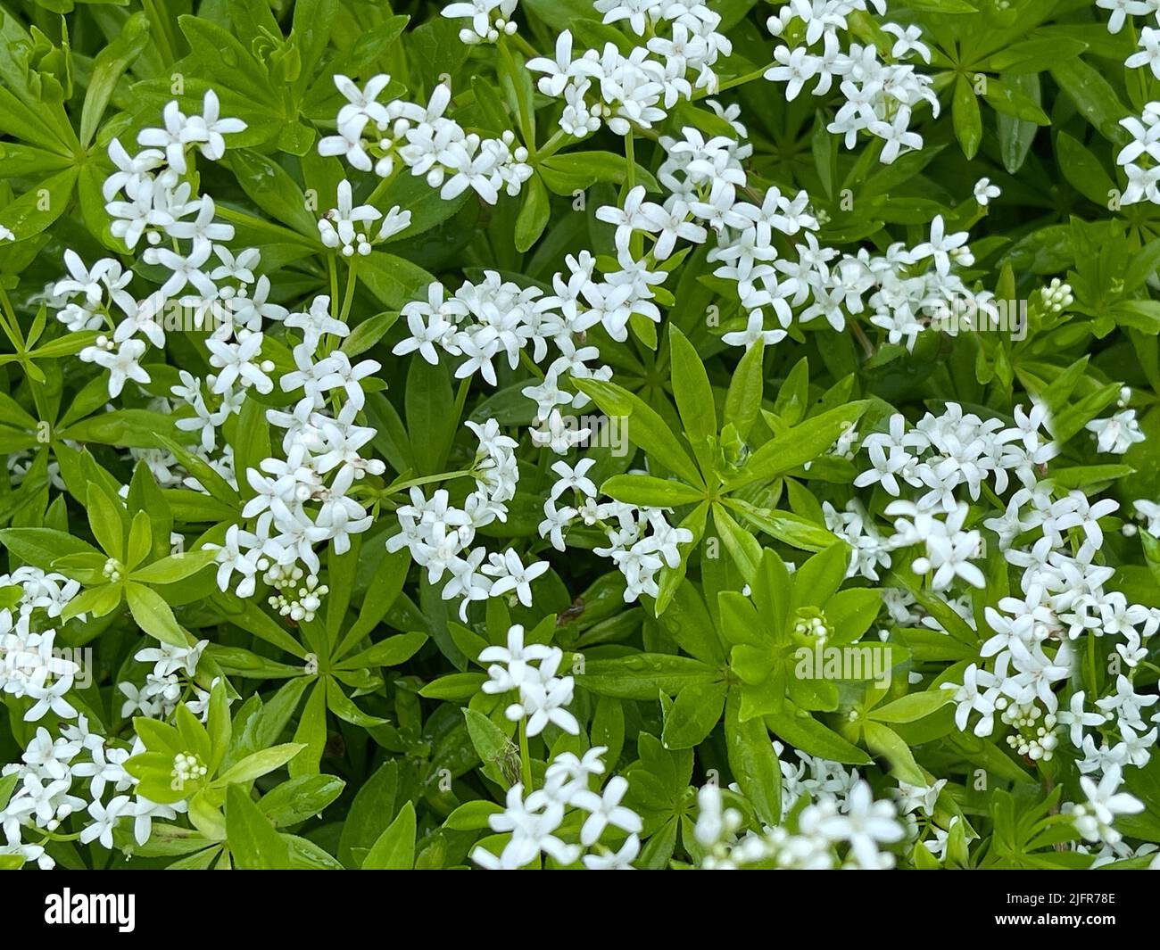 Waldmeister, Galium odoratum ist eine Gewuerz- und Heilpflanze die im ...