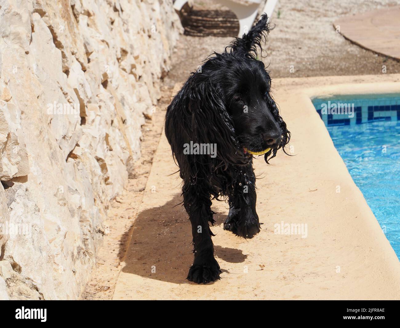 eleven month old English Cocker Spaniel puppy in the pool Stock Photo ...