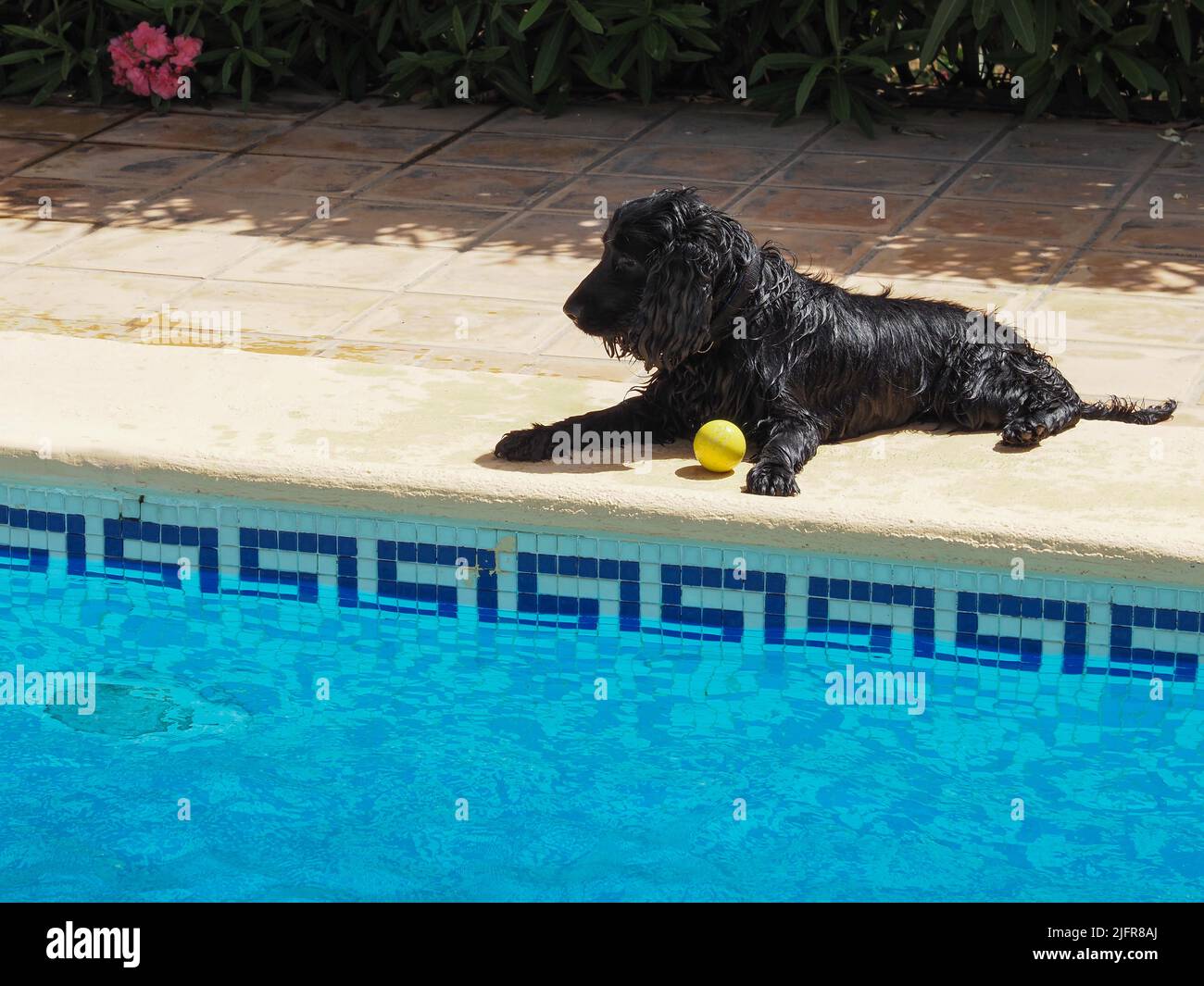 eleven month old English Cocker Spaniel puppy in the pool Stock Photo ...