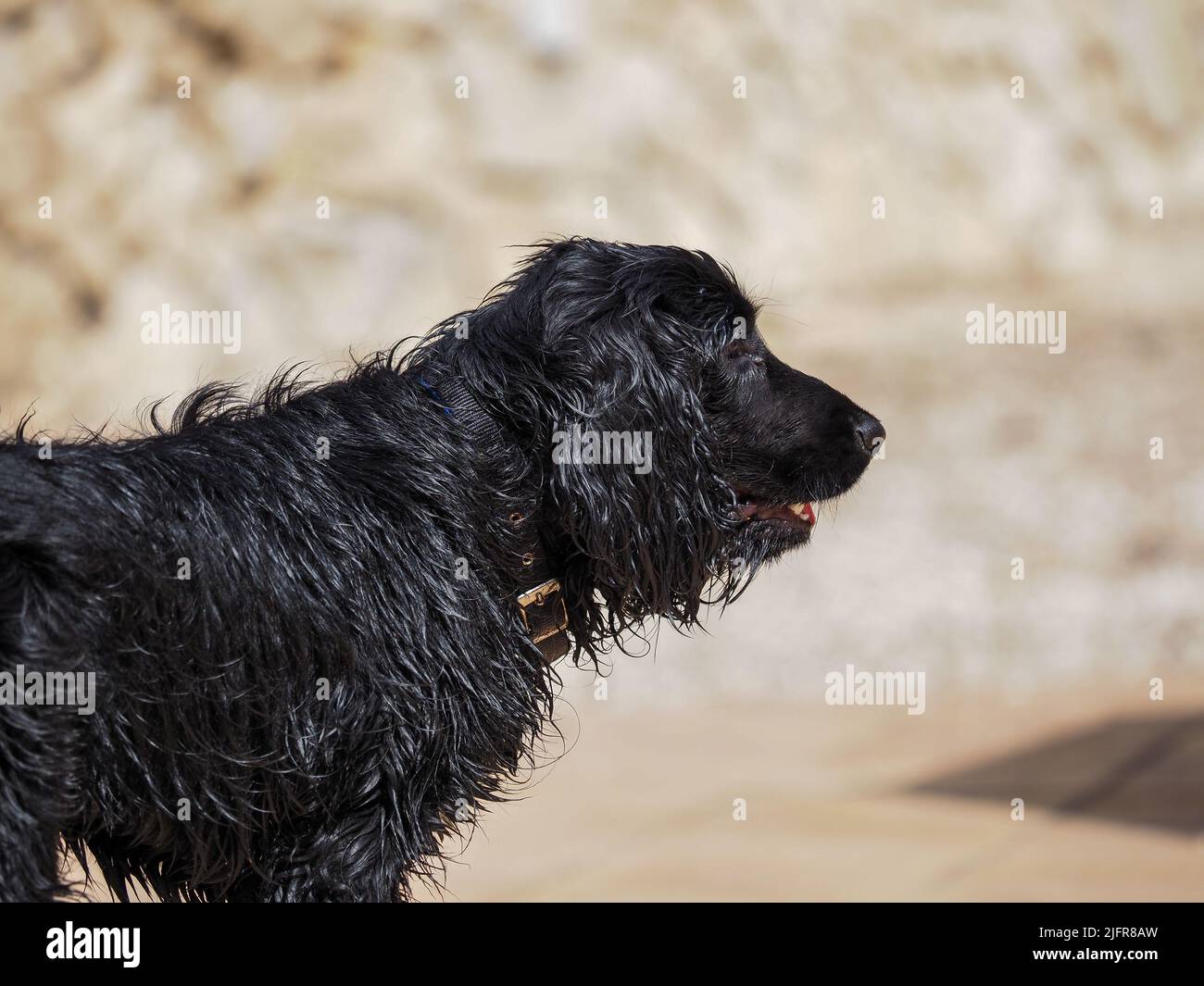 eleven month old English Cocker Spaniel puppy in the pool Stock Photo ...