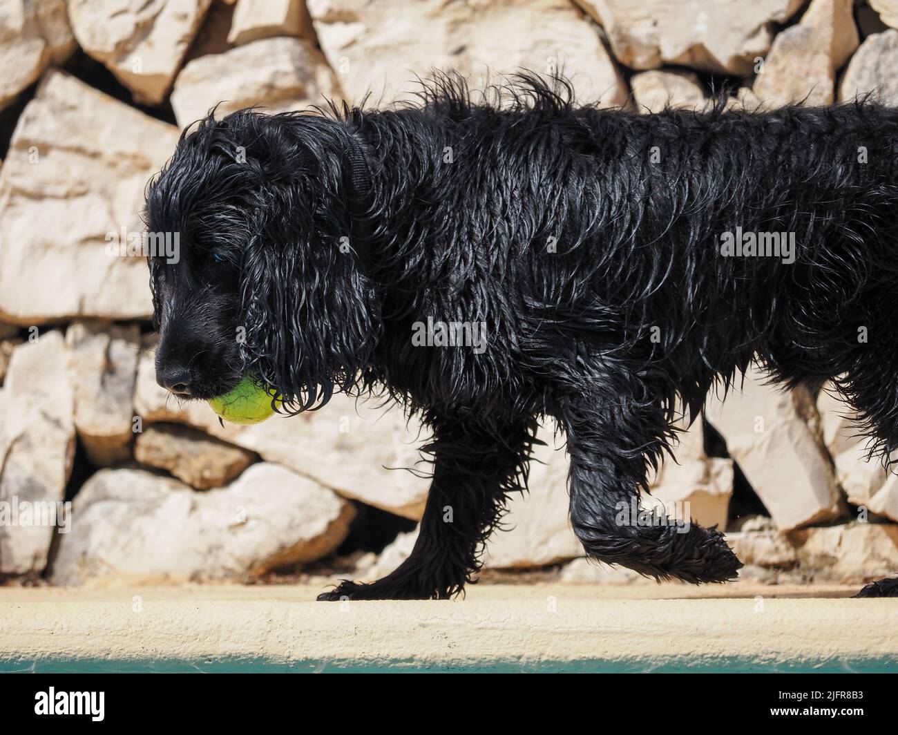 eleven month old English Cocker Spaniel puppy in the pool Stock Photo ...