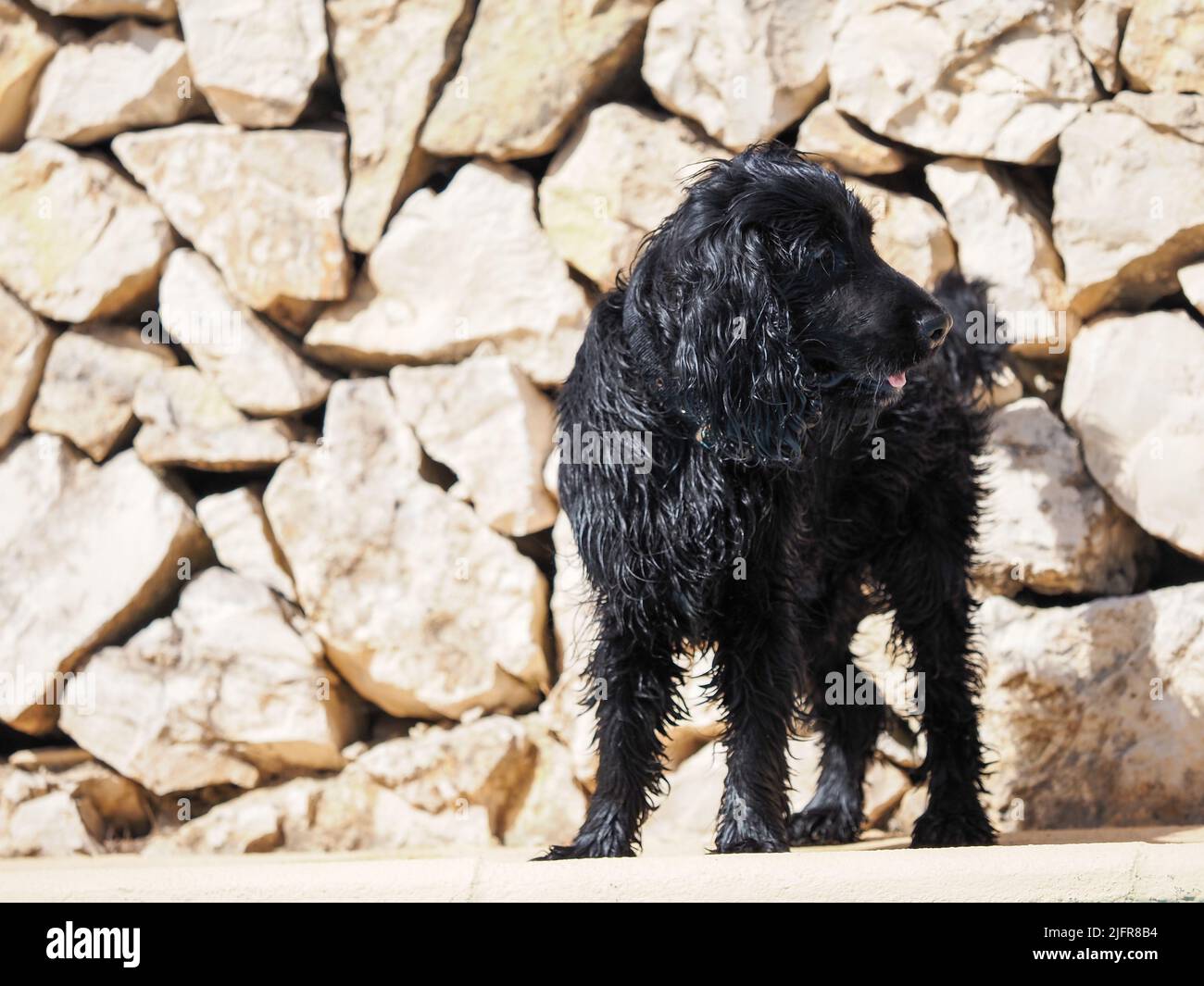eleven month old English Cocker Spaniel puppy in the pool Stock Photo ...