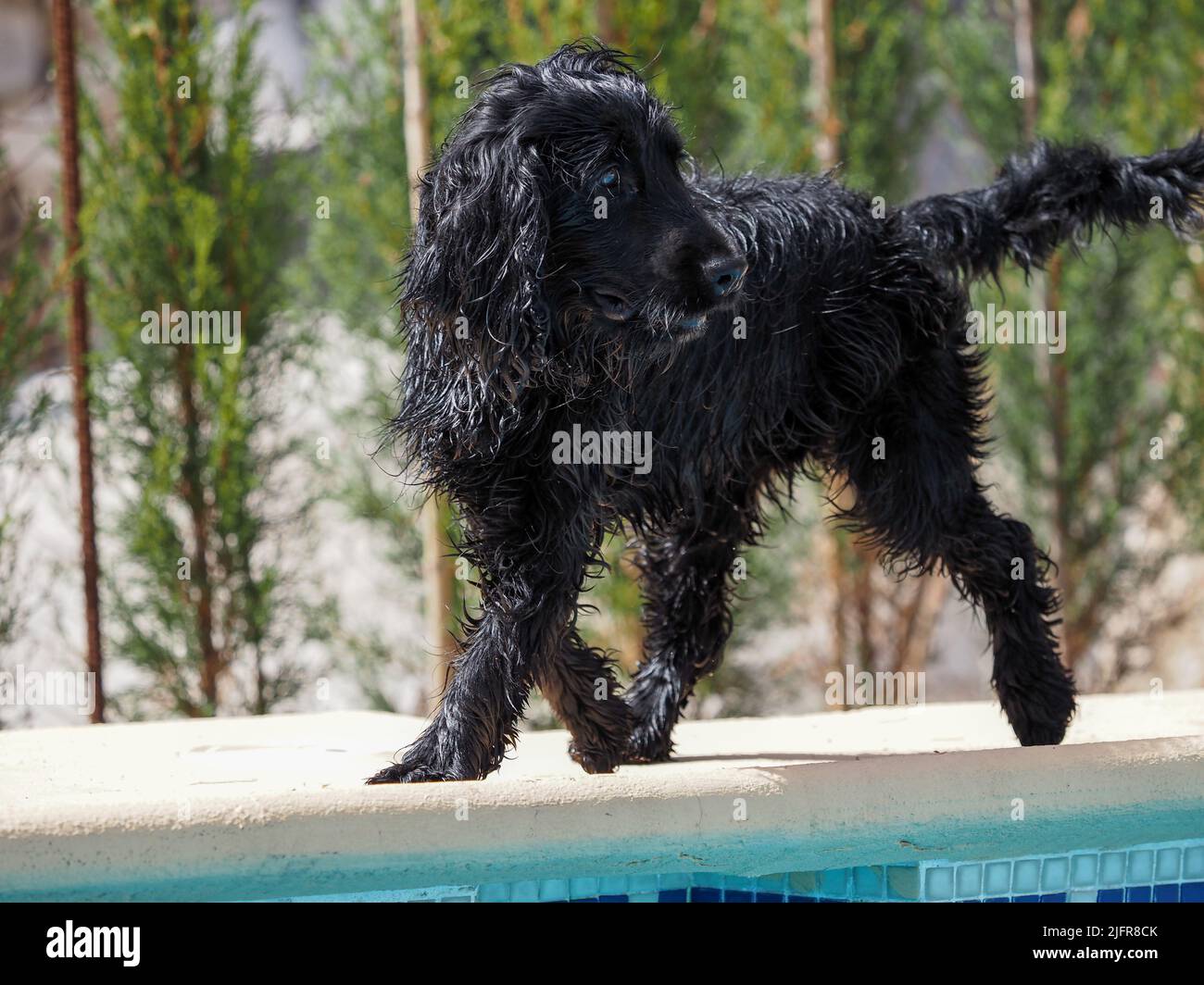 eleven month old English Cocker Spaniel puppy in the pool Stock Photo ...