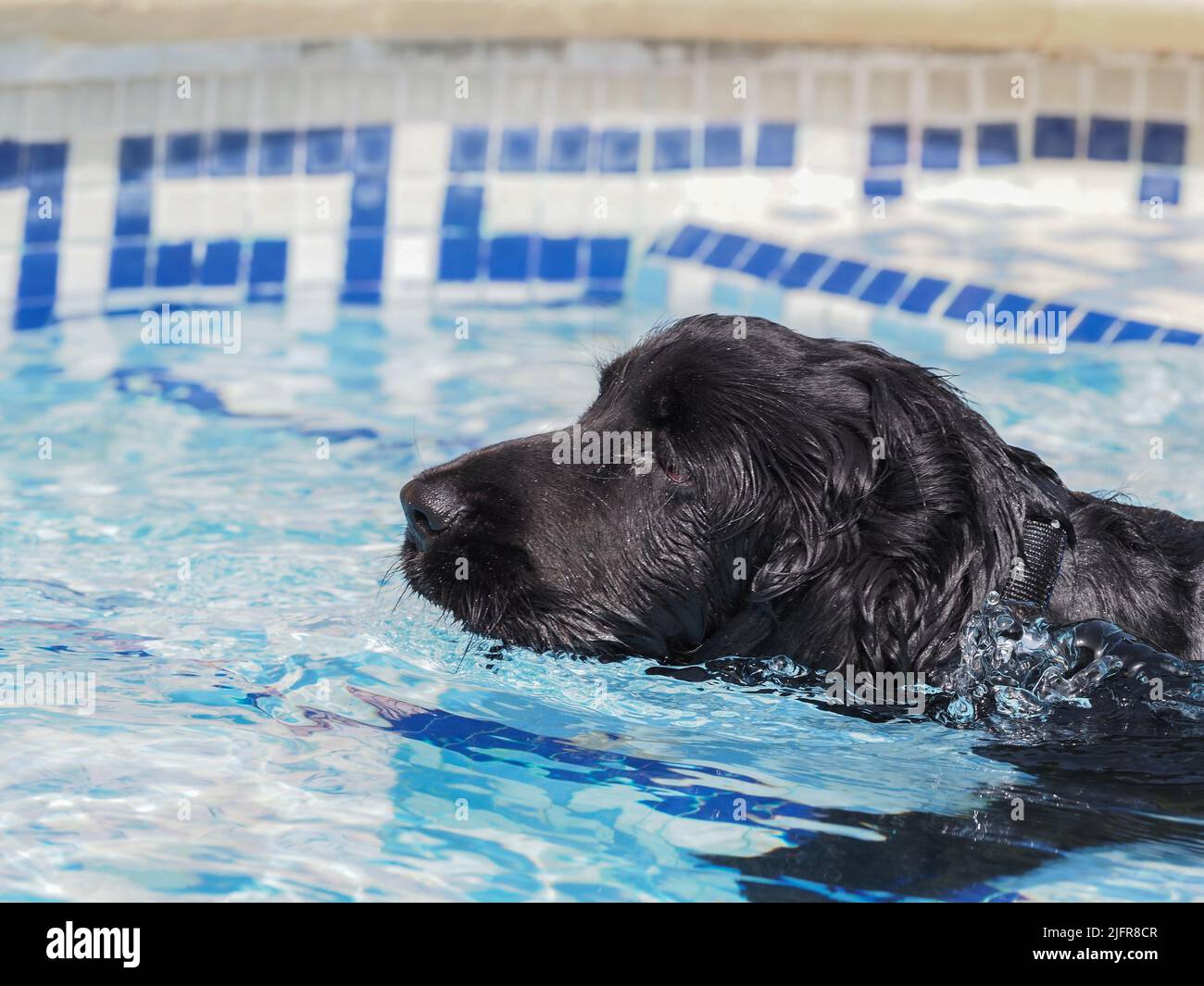 eleven month old English Cocker Spaniel puppy in the pool Stock Photo ...