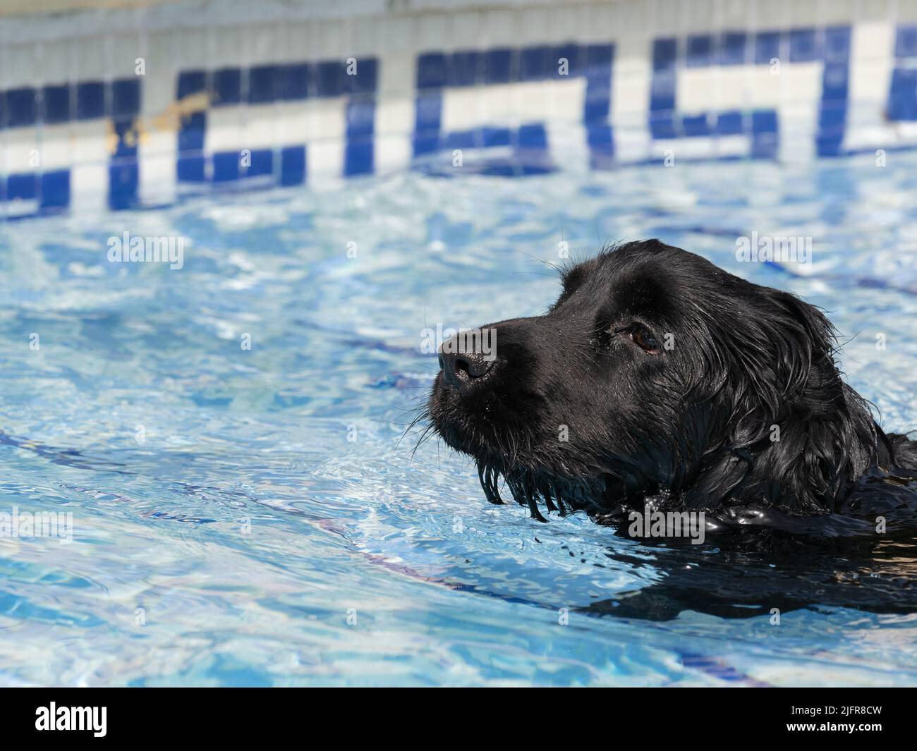 eleven month old English Cocker Spaniel puppy in the pool Stock Photo ...