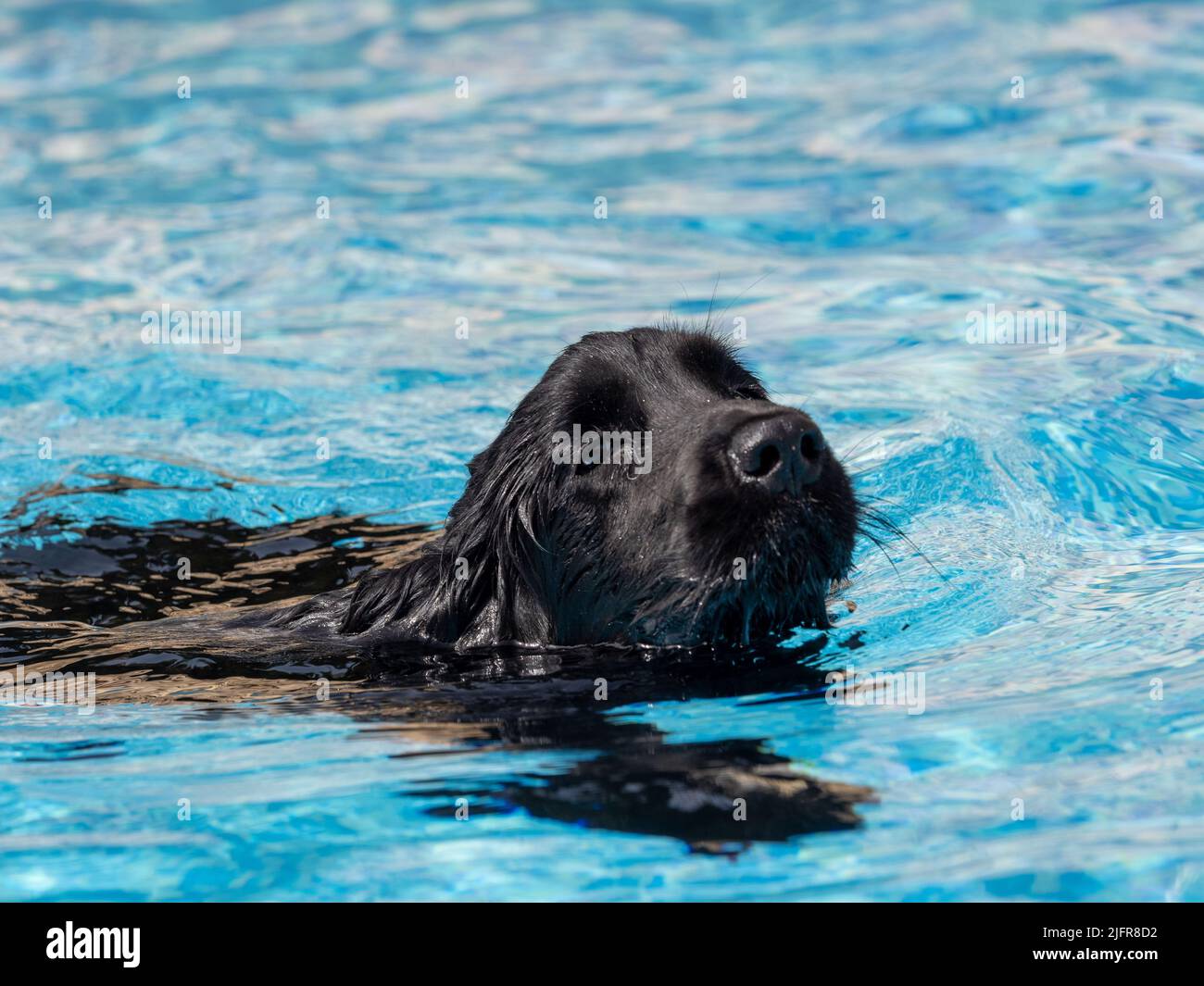 eleven month old English Cocker Spaniel puppy in the pool Stock Photo ...