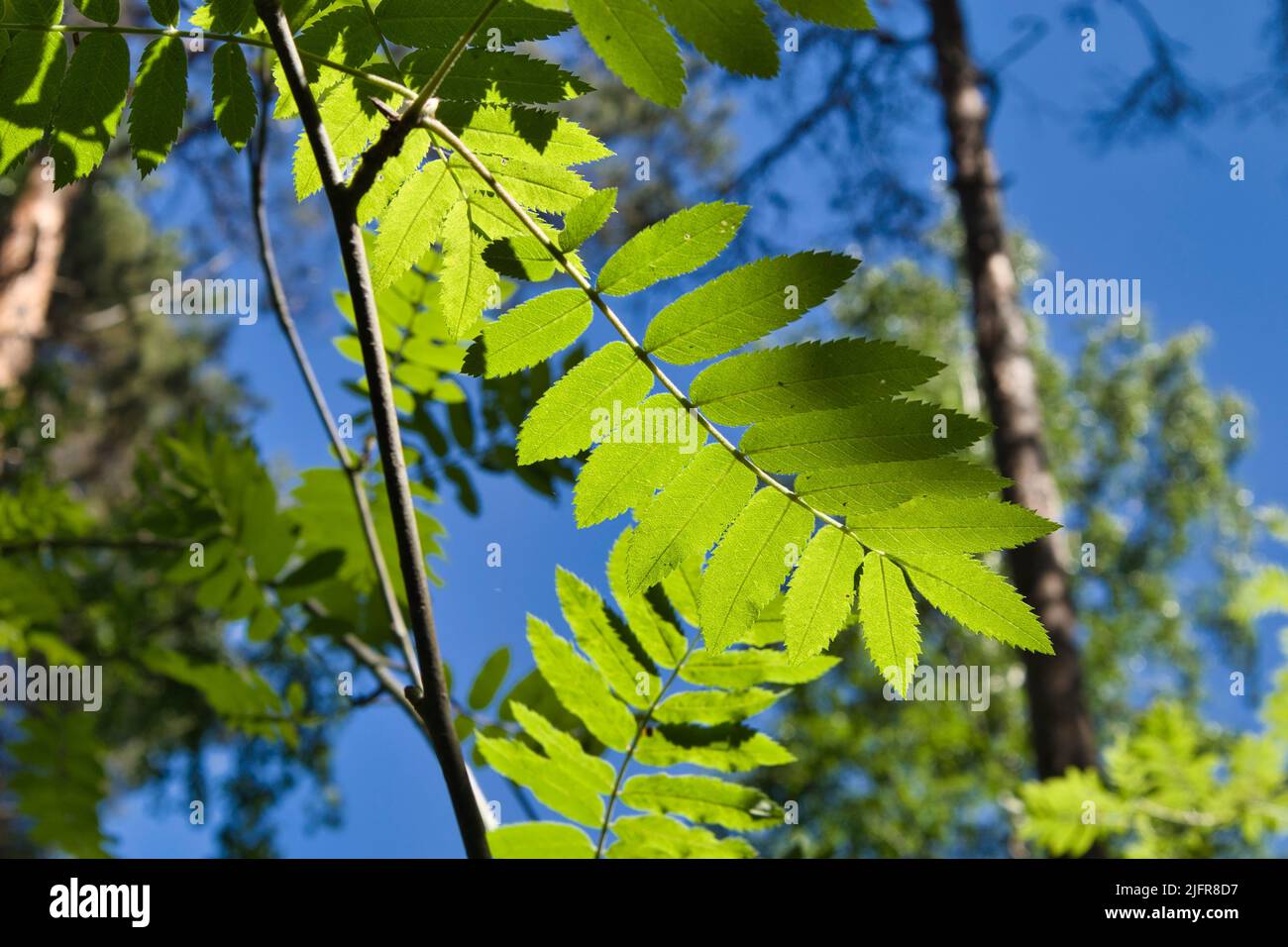 Rowan tree leaves hi-res stock photography and images - Alamy