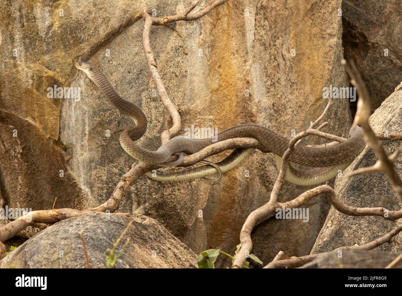 The Black Mamba is a large, very fast moving, diurnal predator of ...