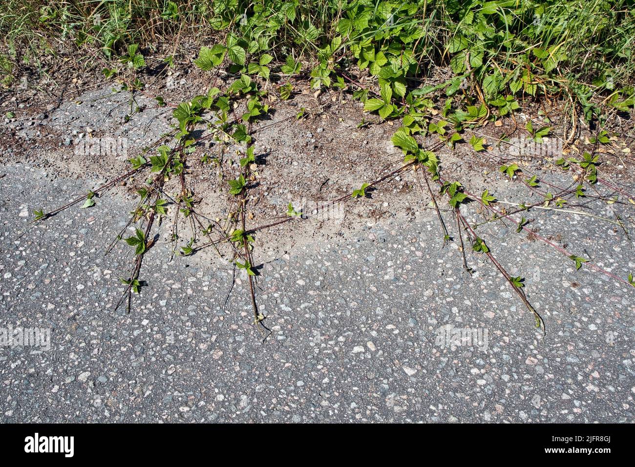 Strawberry plant stolons hi-res stock photography and images - Alamy