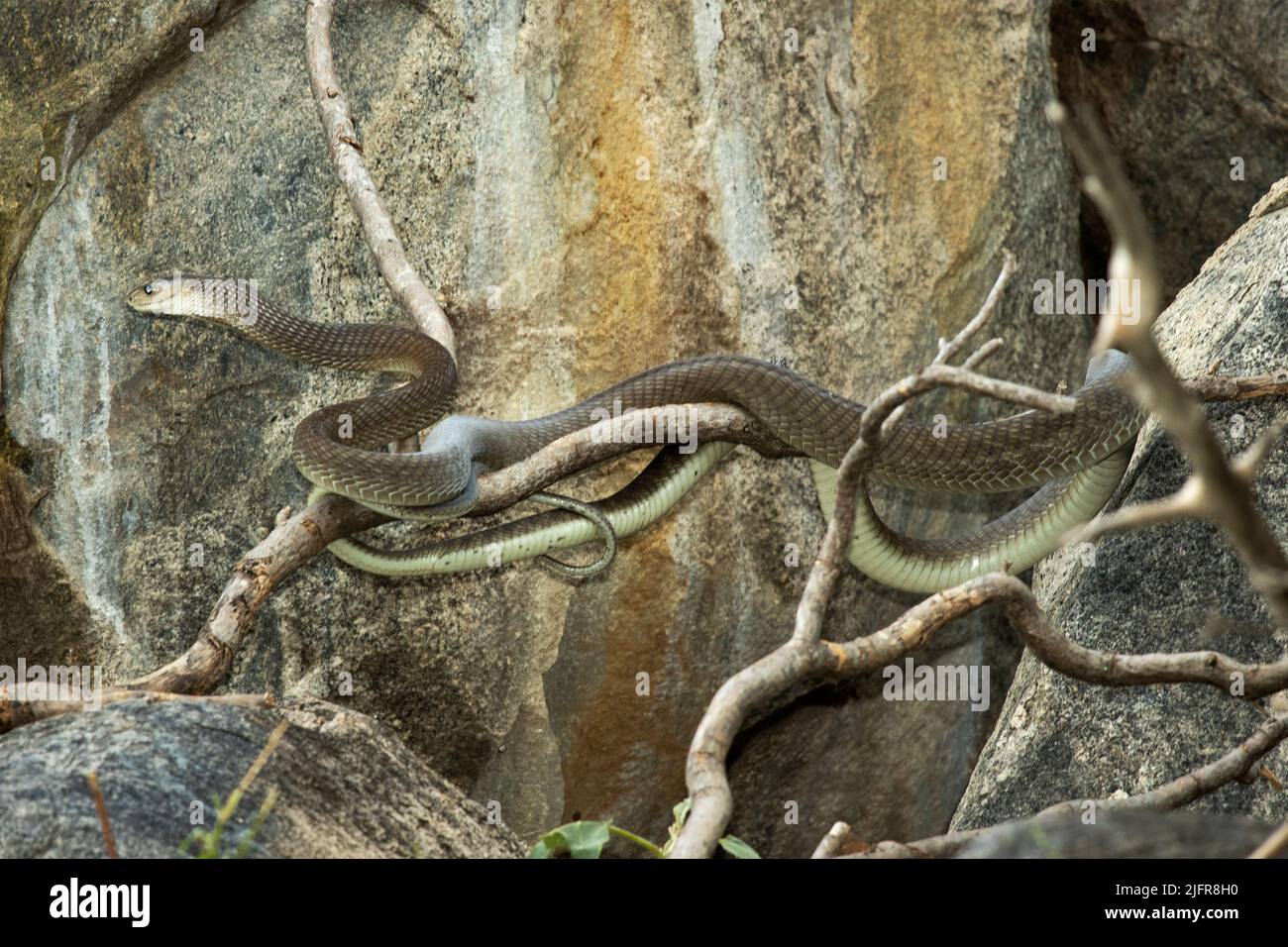 The Black mamba is a large, very fast moving, diurnal predator of ...