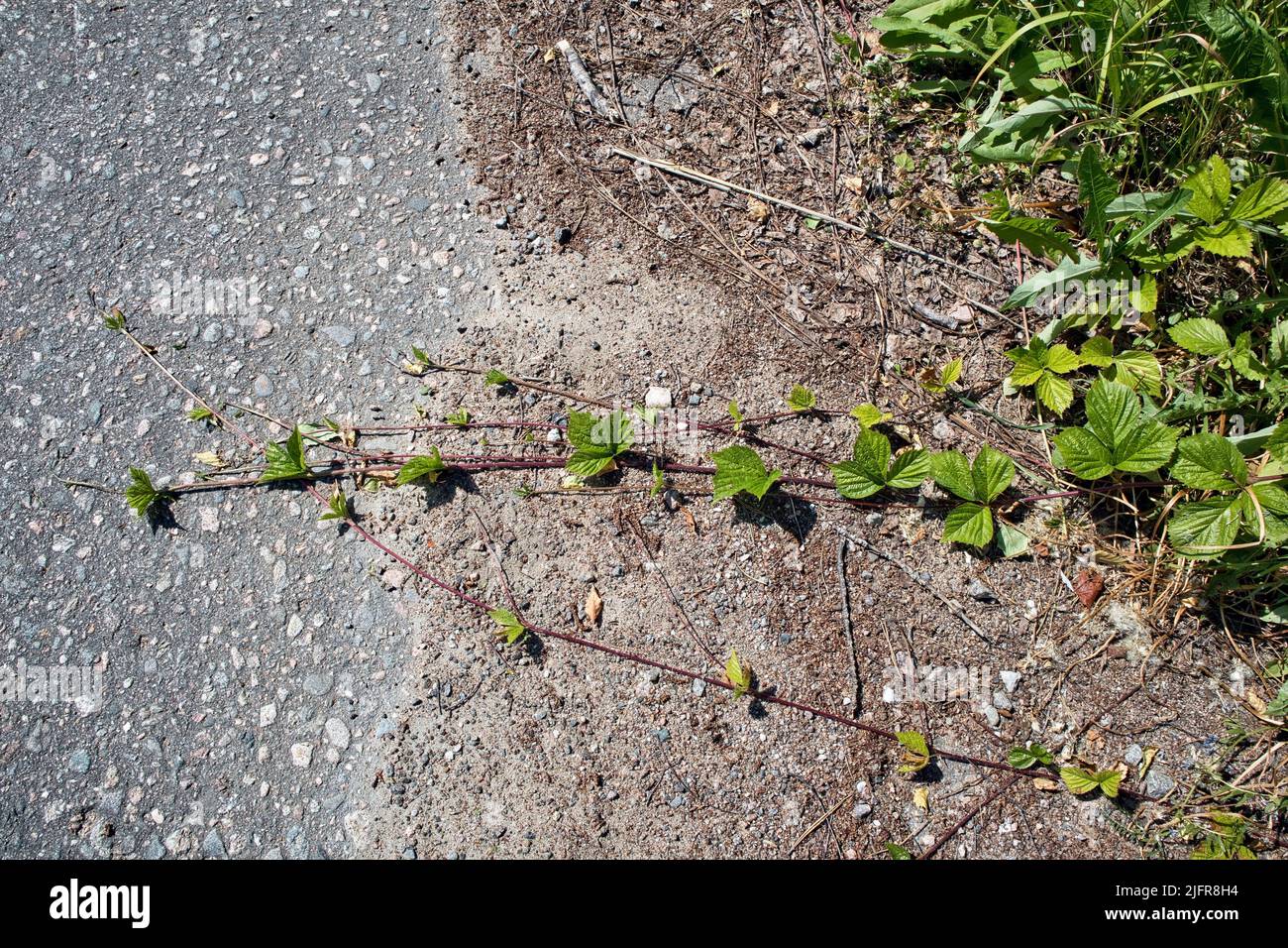 Stolons hi-res stock photography and images - Alamy