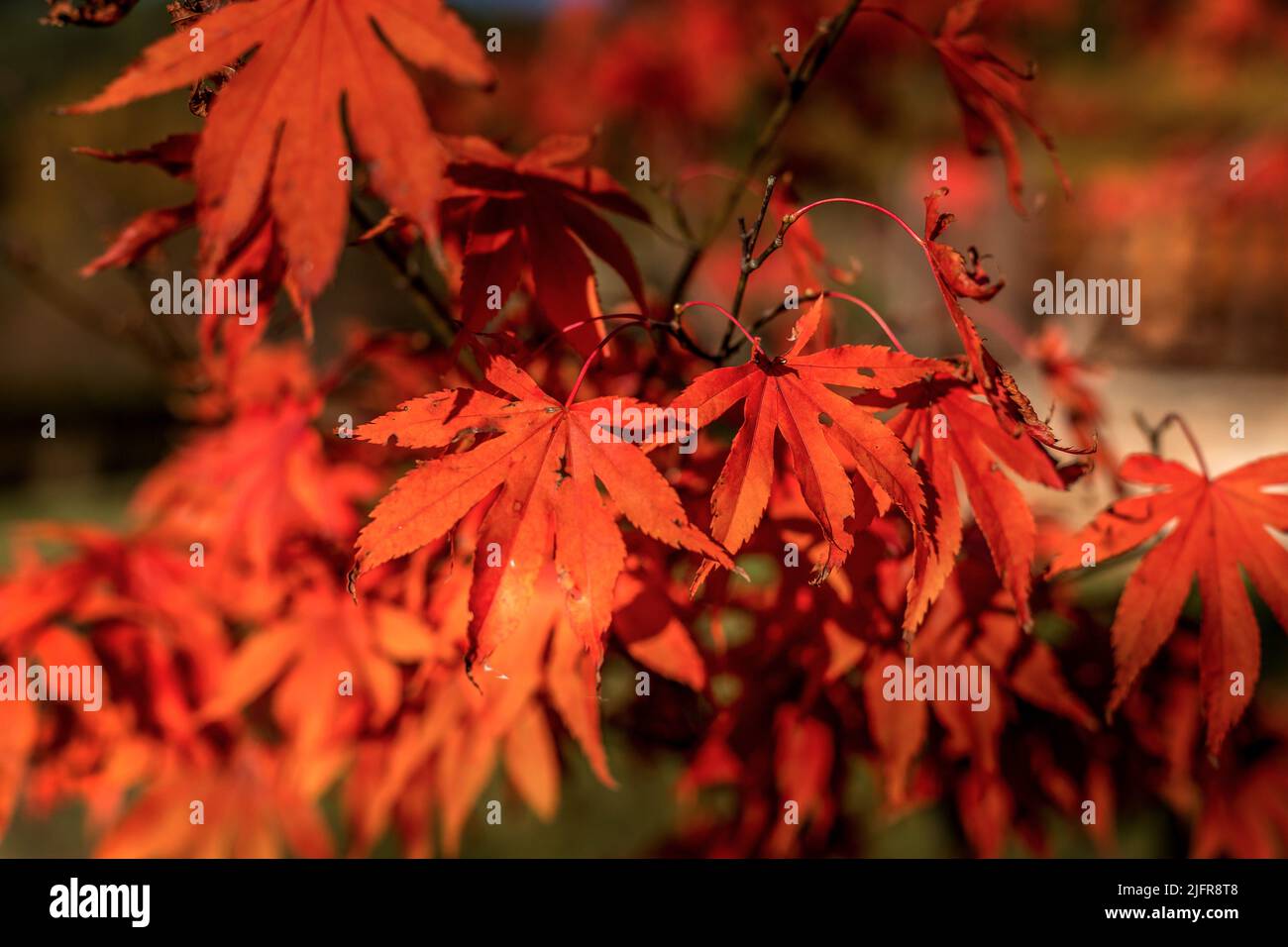 Red japanese momiji maple leaves branch with sunlight in autumn season ...