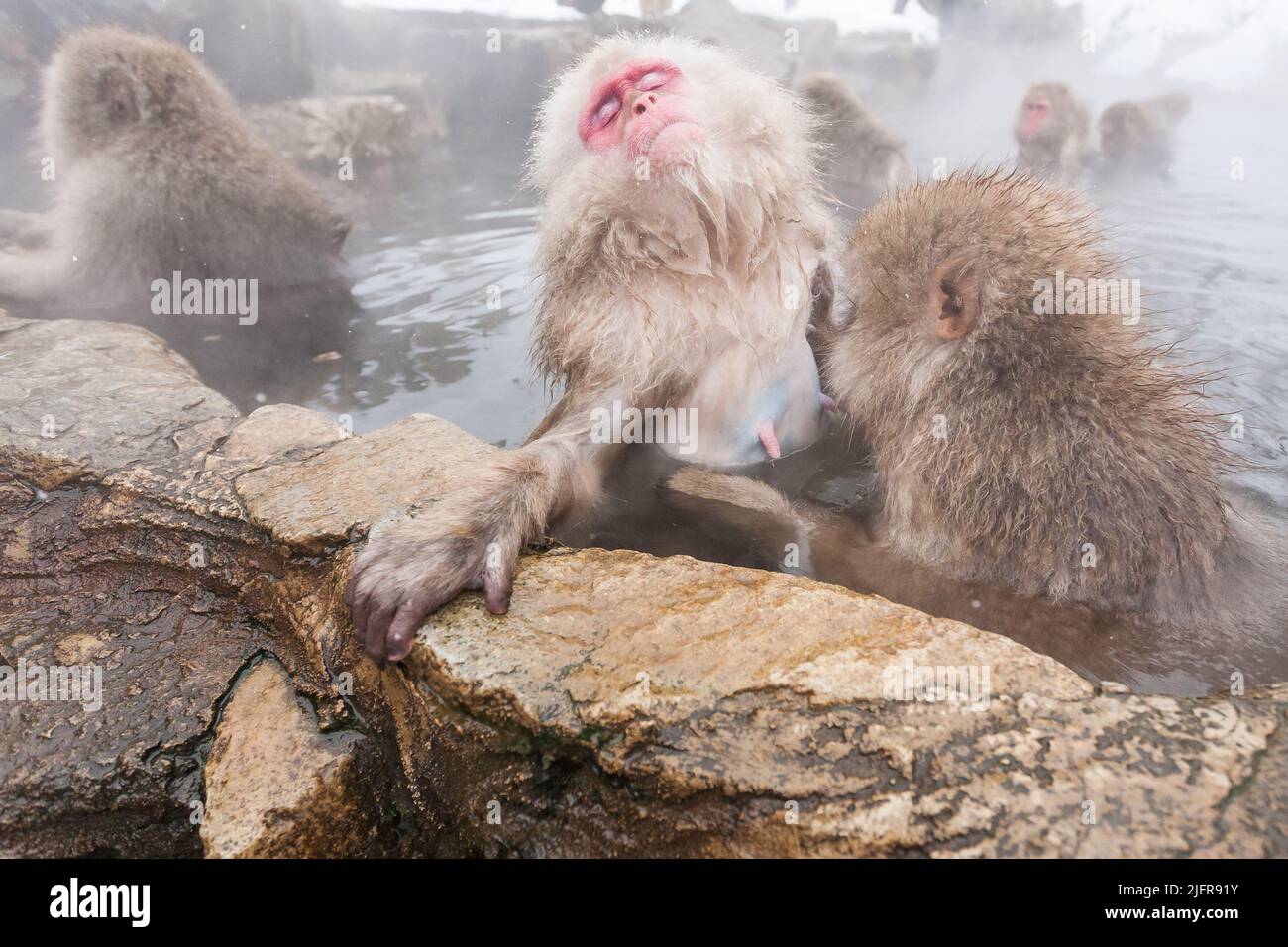Monkey hotspring hi-res stock photography and images - Alamy