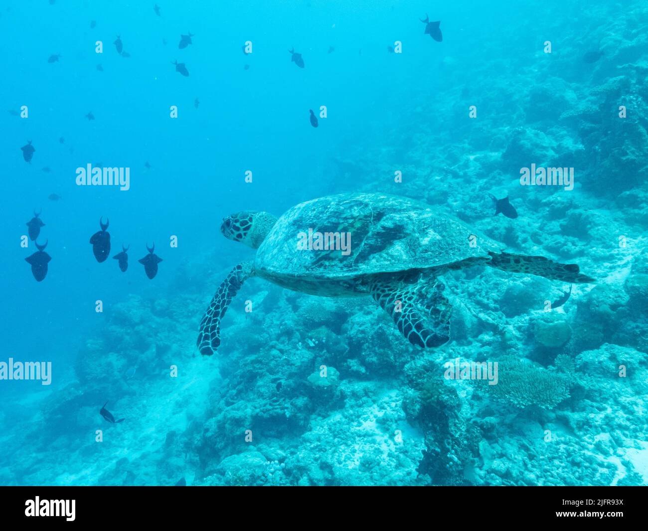 Green turtle swimming in the depths of the Indian ocean, Maldive ...