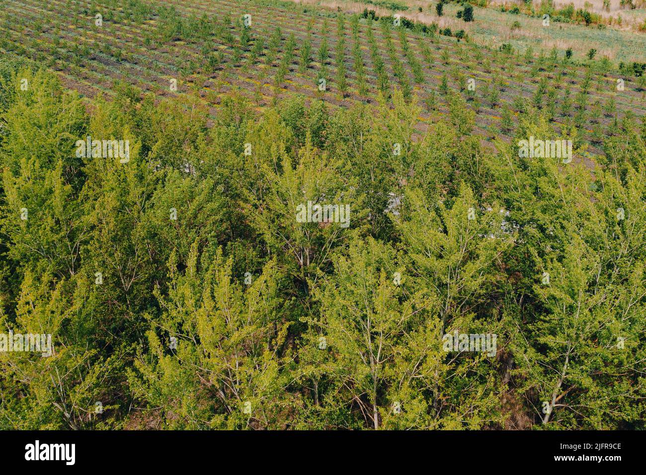 Aerial tree sapling hi-res stock photography and images - Alamy