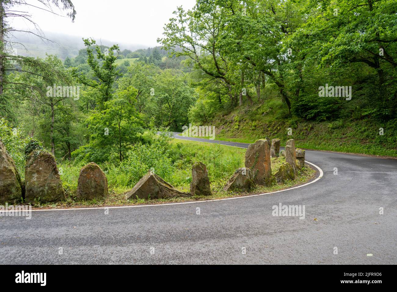 Summer forest, road view, green forest Stock Photo - Alamy