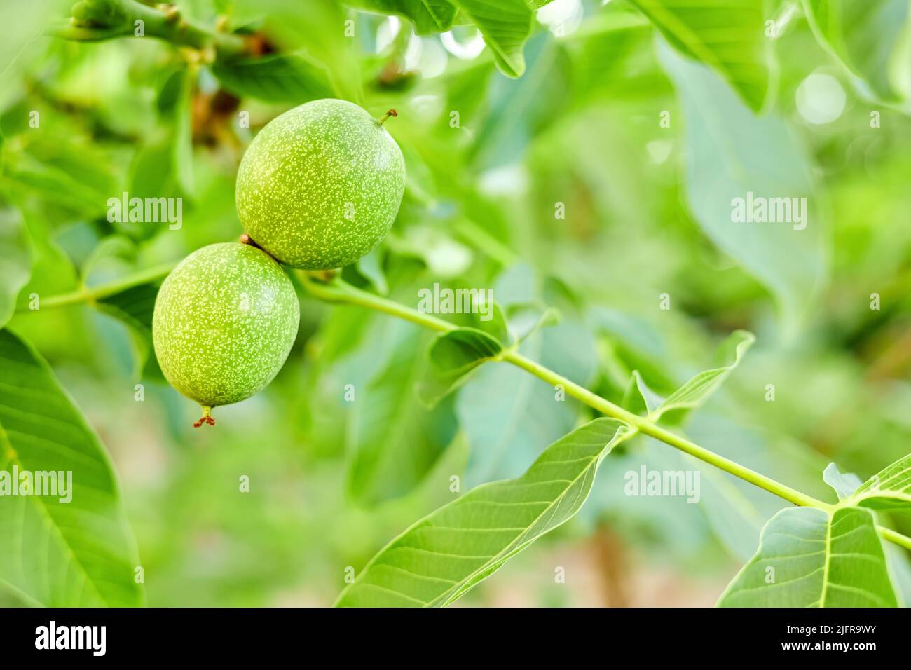 Ripen walnuts hi-res stock photography and images - Alamy