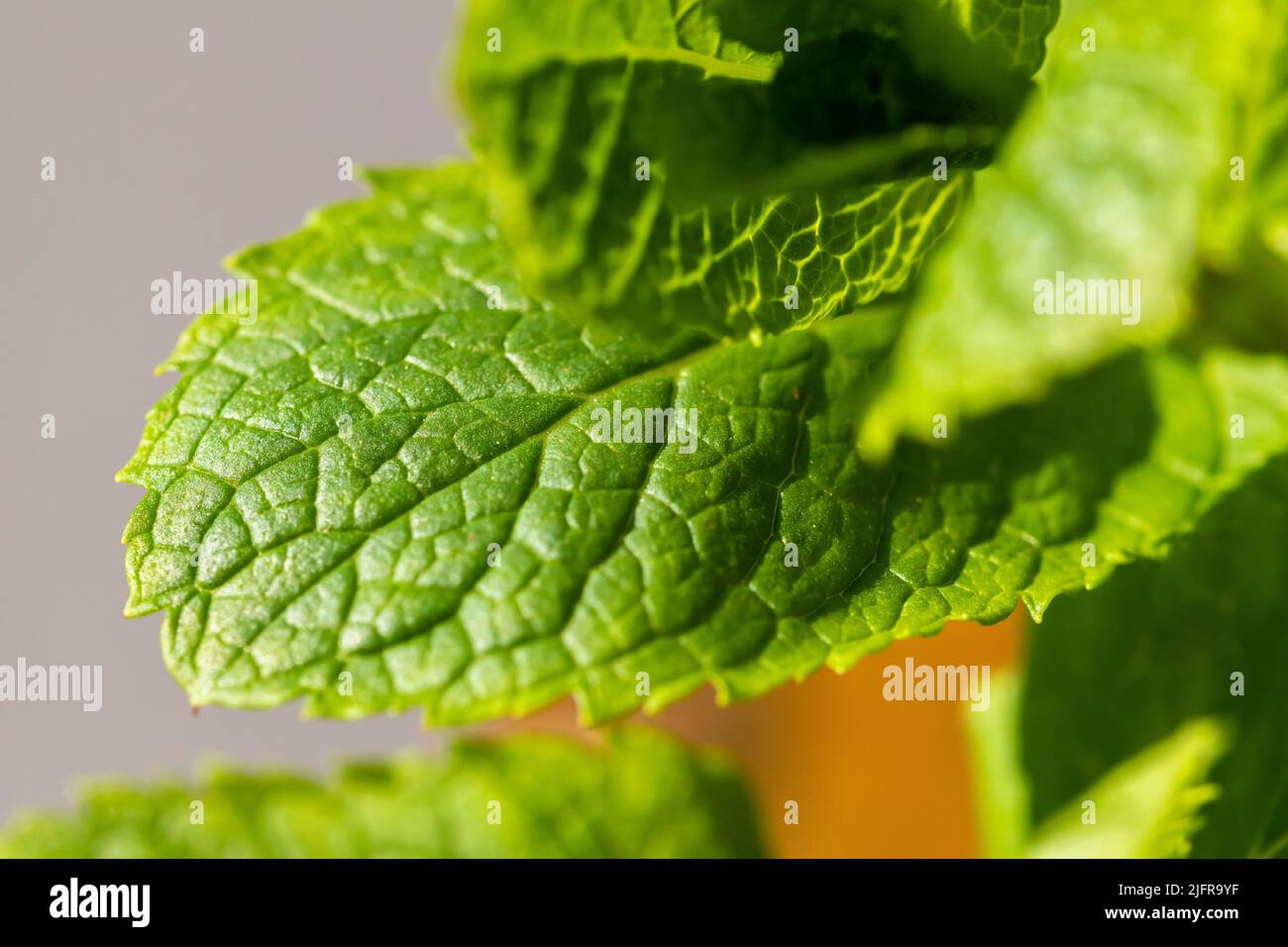 Close-up shot of vibrant colored mint leaves showing plenty of detail ...