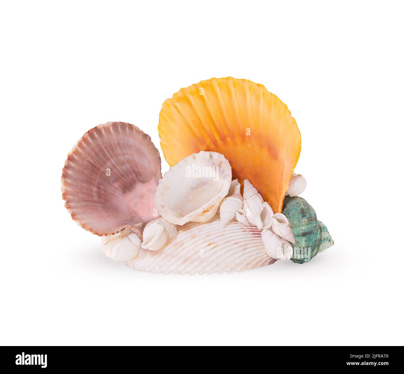 Seashells, conch on white isolated background. Design element. Concept ...