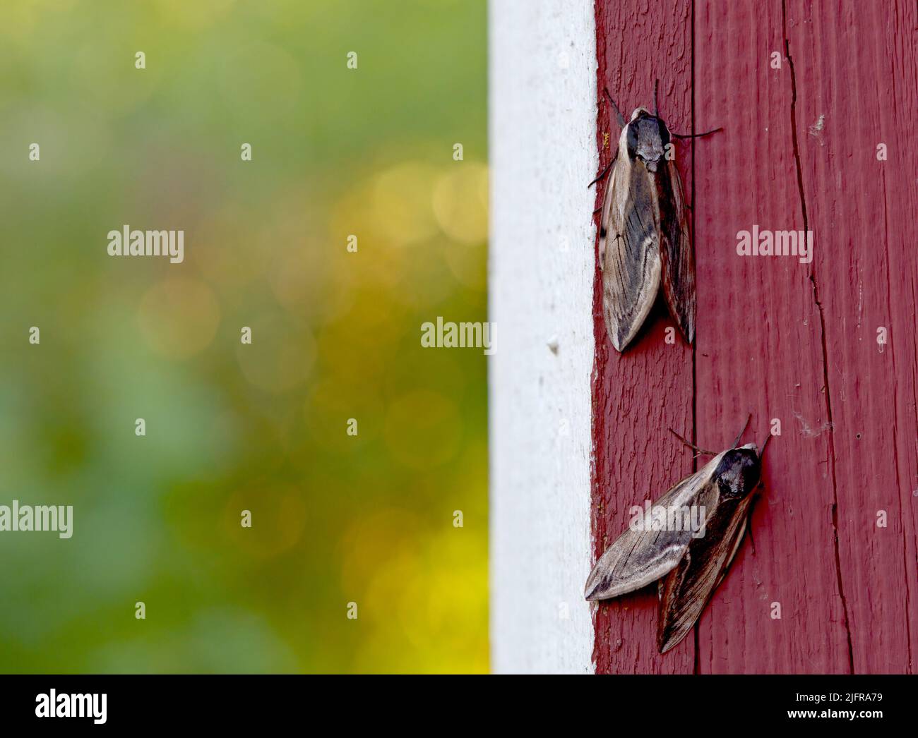 Privet Hawk-moth - Sphinx ligustri, two large hawk-moths resting on ...