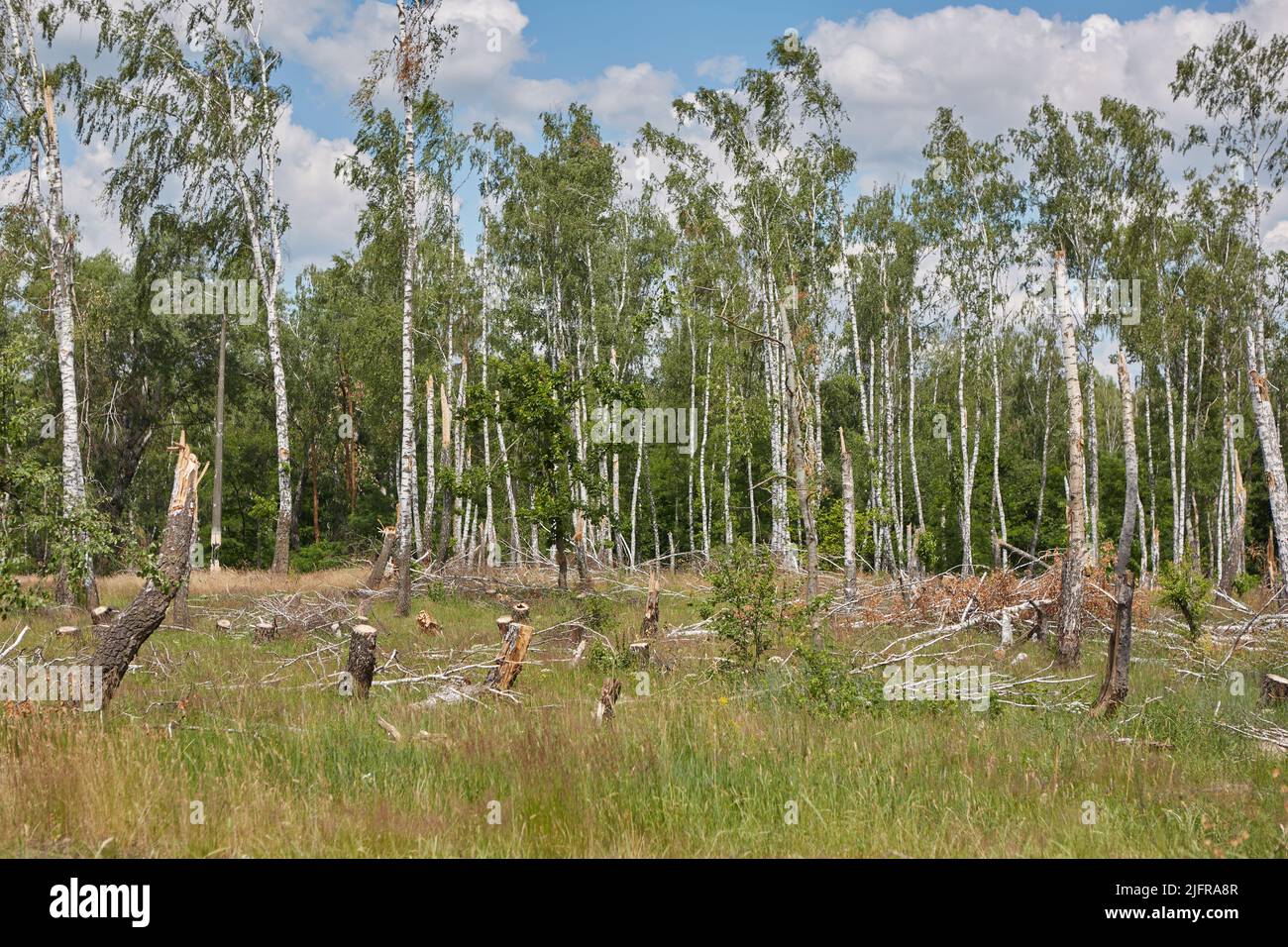 Broken trees in the forest after bombing or shelling Stock Photo - Alamy