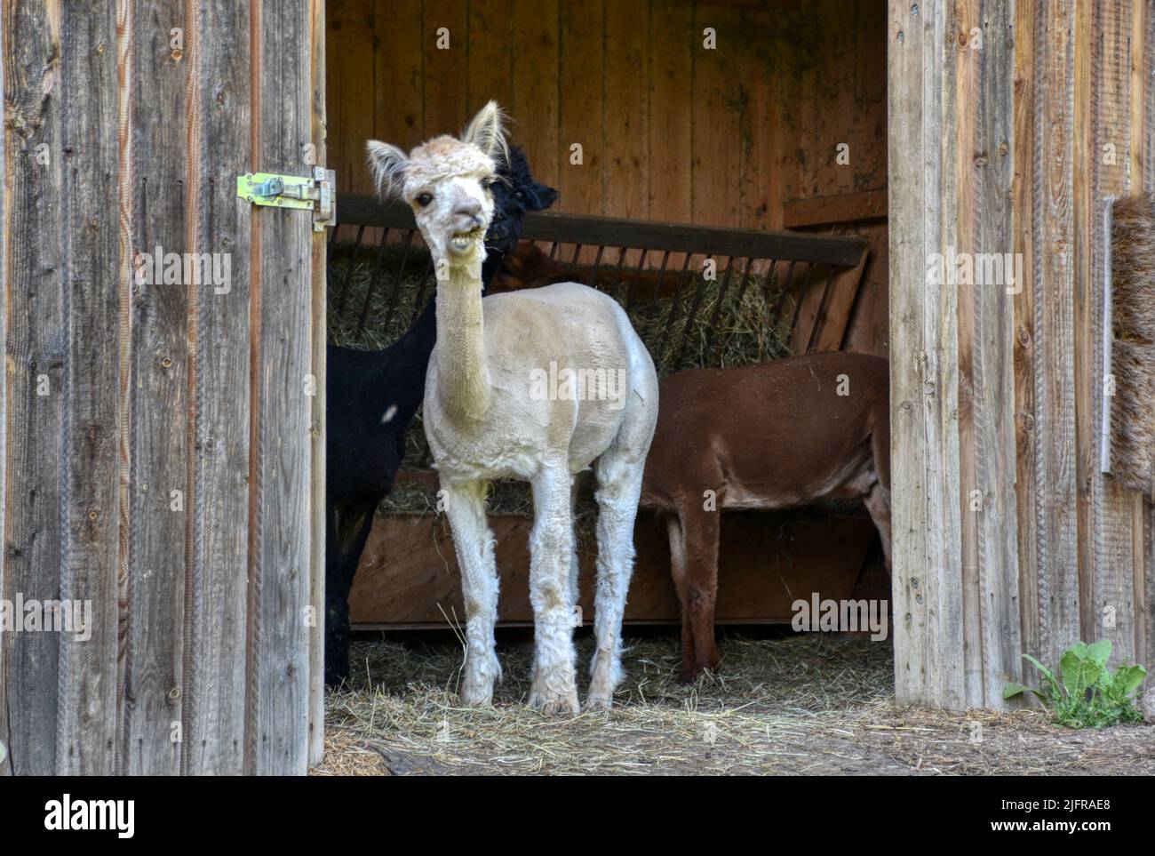 Alpaka, Tier, Pako, Kamelart, Wolle, Tier, Art, Huacaya, Suri ...