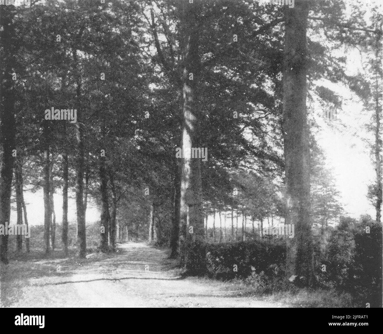 Tree area forest Black and White Stock Photos & Images - Alamy