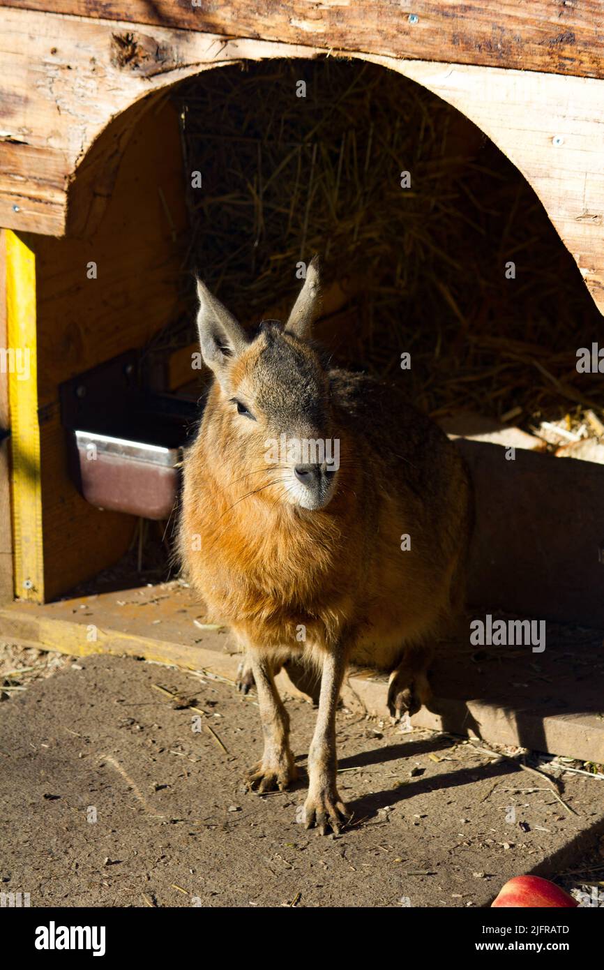 Patagonian mara pet hi-res stock photography and images - Alamy