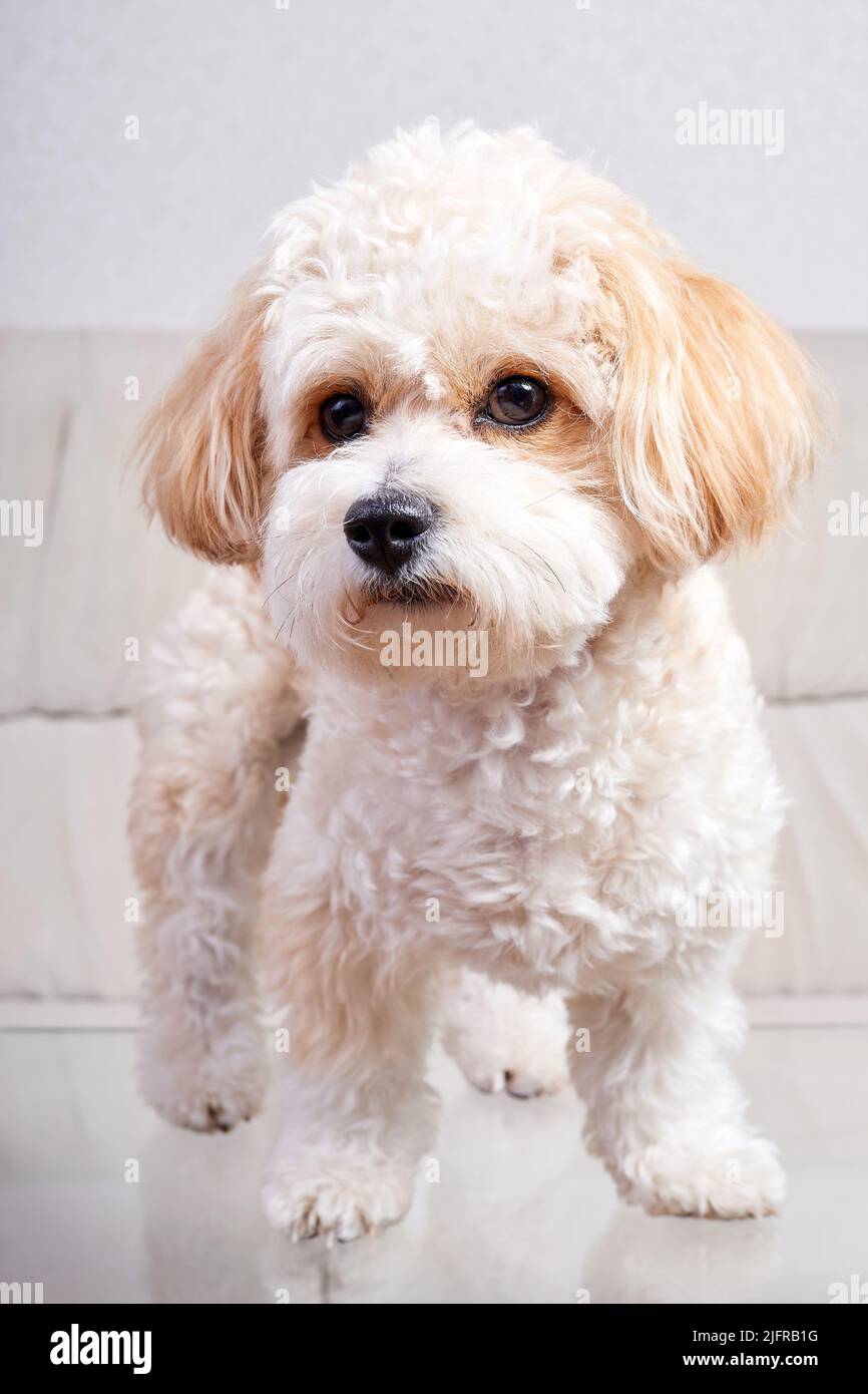 Portrait of a beige Maltipoo puppy stands on a glass table in the room ...