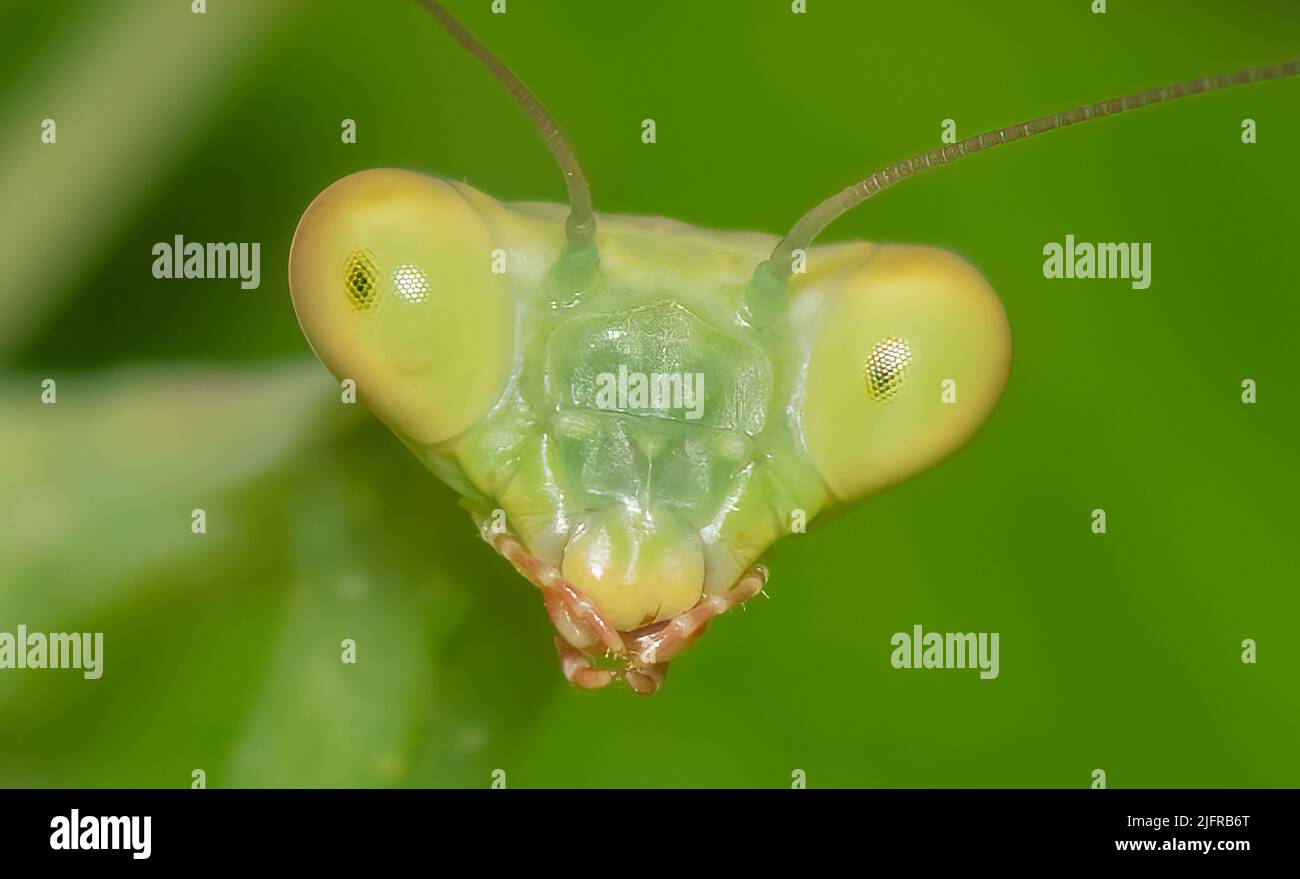 Mantis portrait. Extreme close up. Macro detailed photo Stock Photo - Alamy