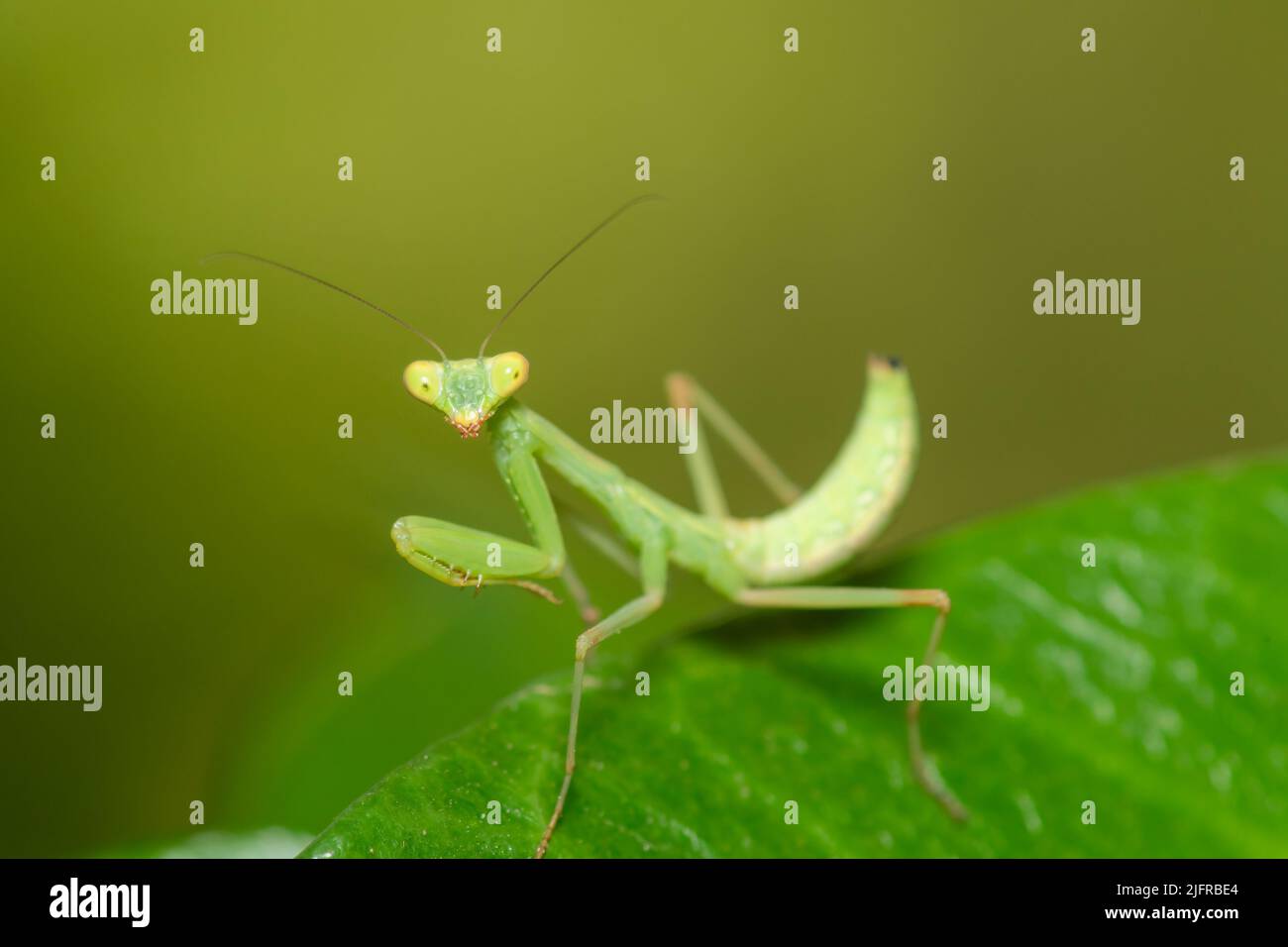 Mantis looking at camera hi-res stock photography and images - Alamy