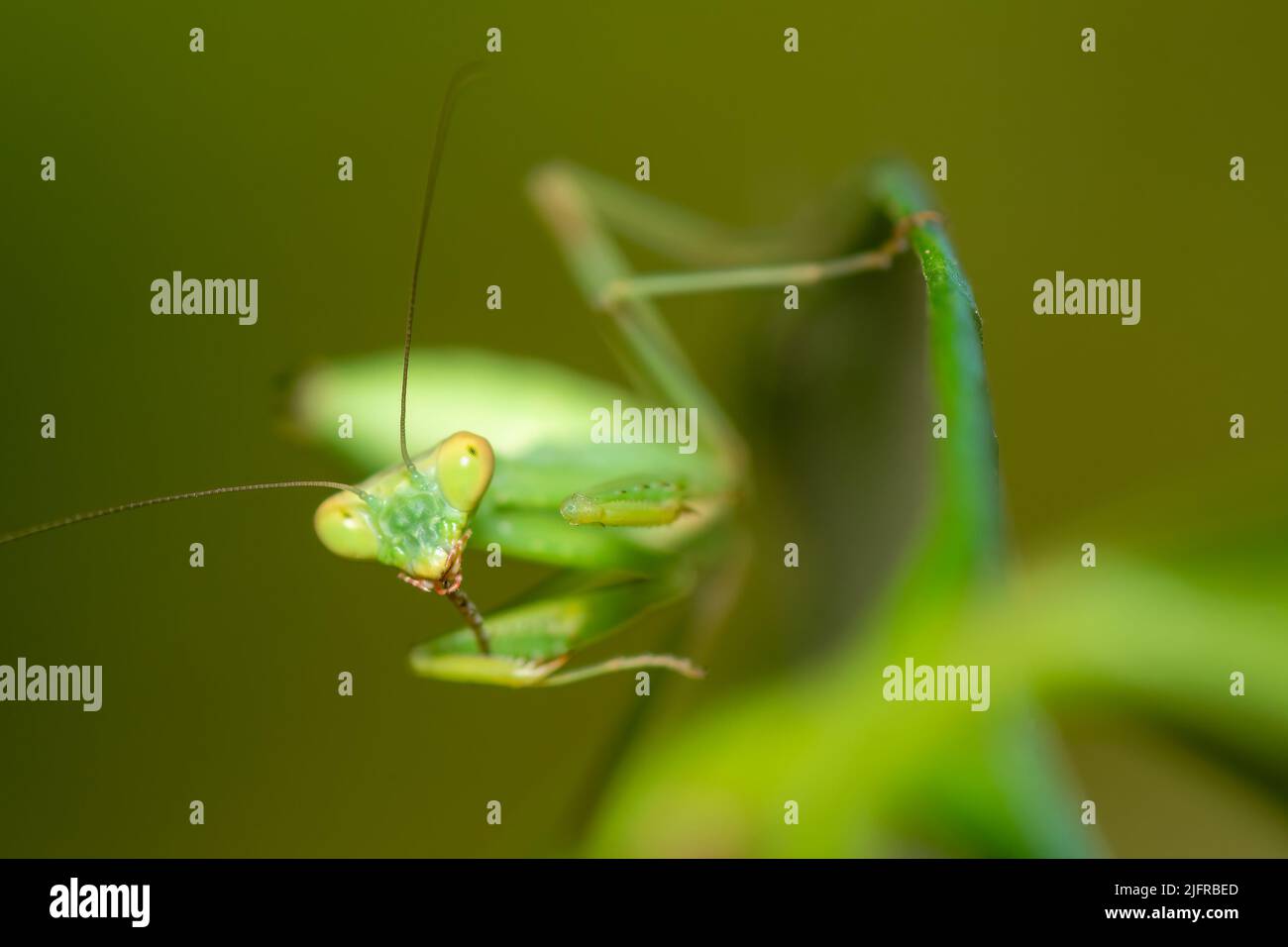 Mantis close up view with tongue out. Macro photo Stock Photo - Alamy
