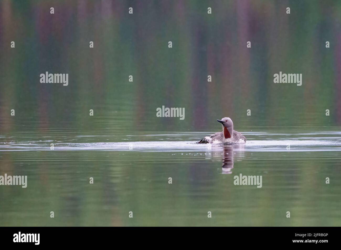 Red-throated loon, Gavia stellata swimming in lake looking towards ...