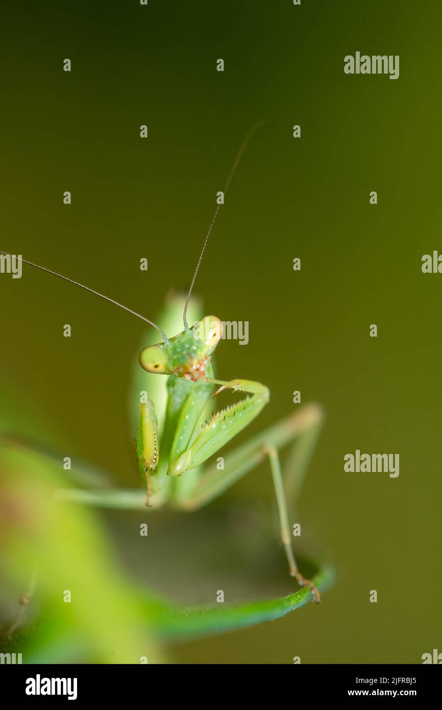 Mantis funny macro photo posing at the camera Stock Photo - Alamy