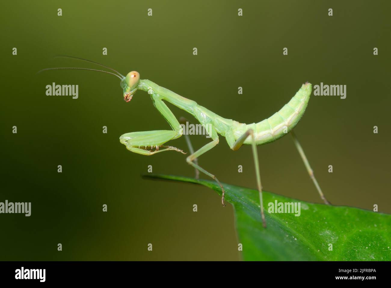 Side close up view hi-res stock photography and images - Alamy