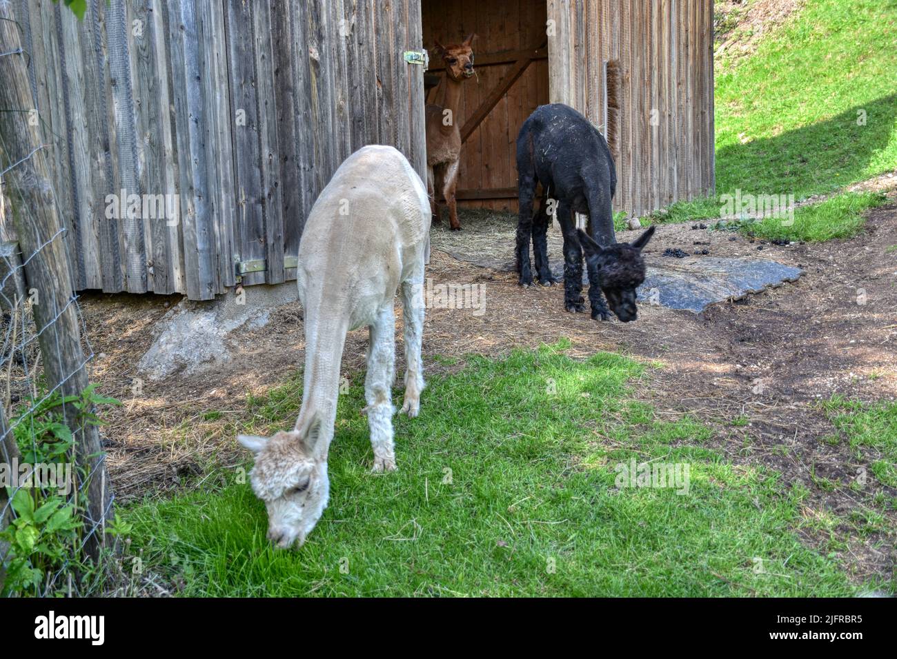 Alpaka, Tier, Pako, Kamelart, Wolle, Tier, Art, Huacaya, Suri ...