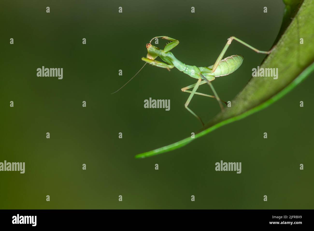Funny pose of a green praying mantis. Macro photo Stock Photo - Alamy