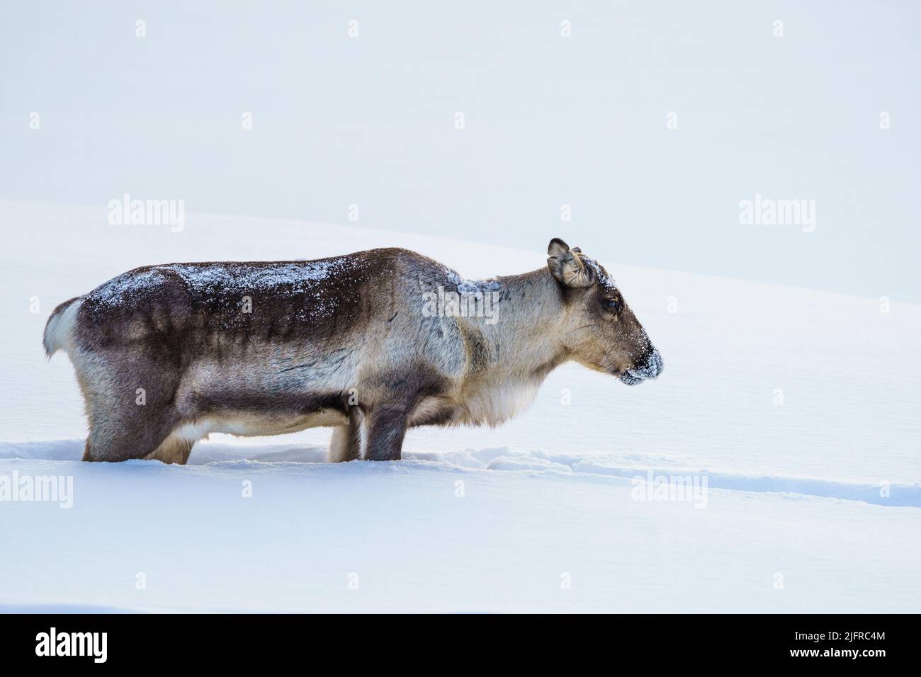 One reindeer walking hi-res stock photography and images - Alamy