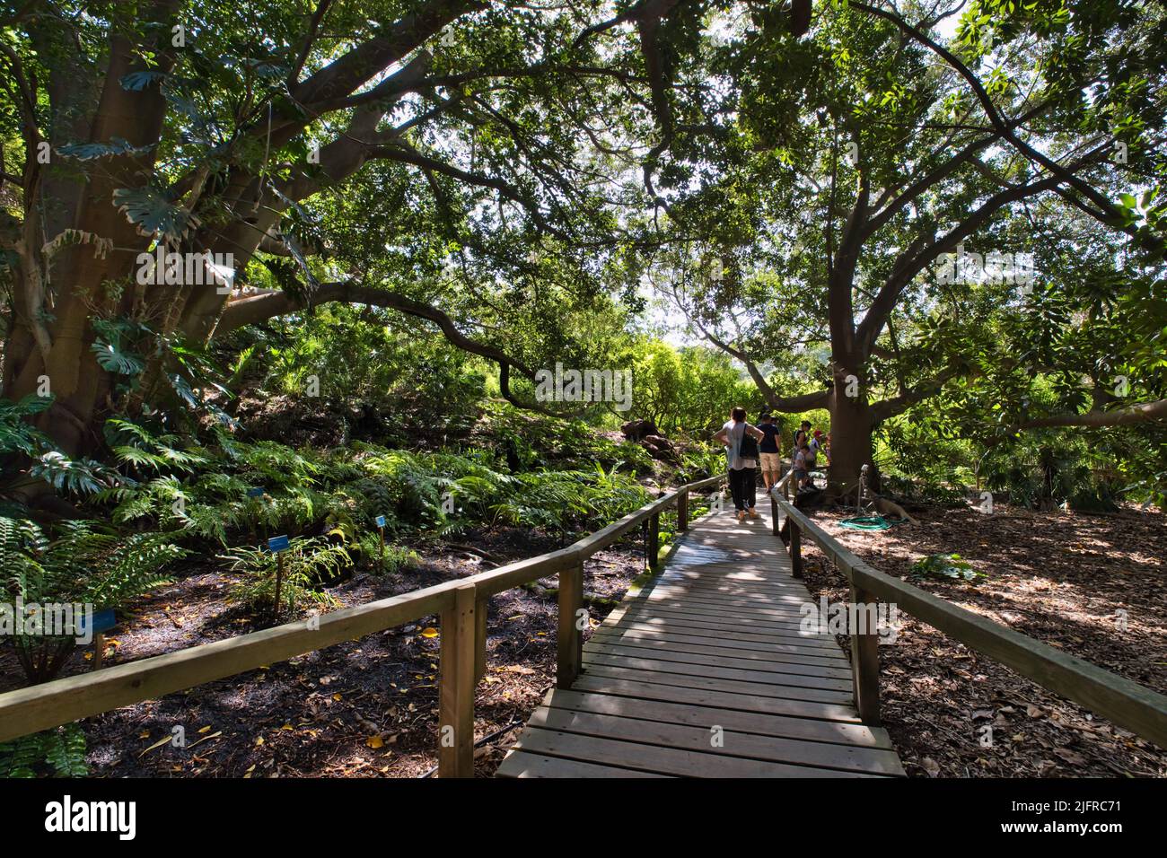 Ficus magnolia at the botanical garden in Cagliari Stock Photo - Alamy