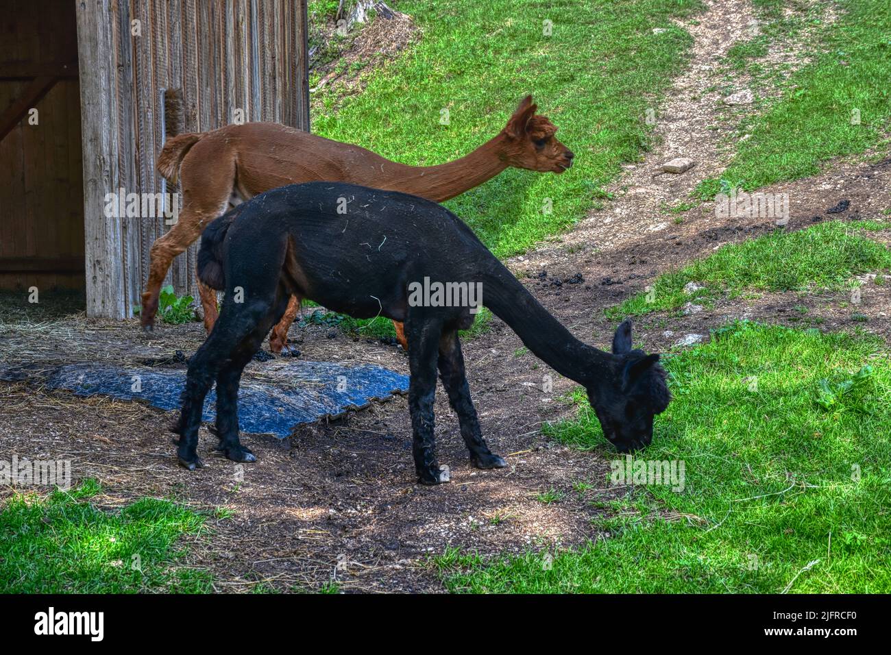 Alpaka, Tier, Pako, Kamelart, Wolle, Tier, Art, Huacaya, Suri ...